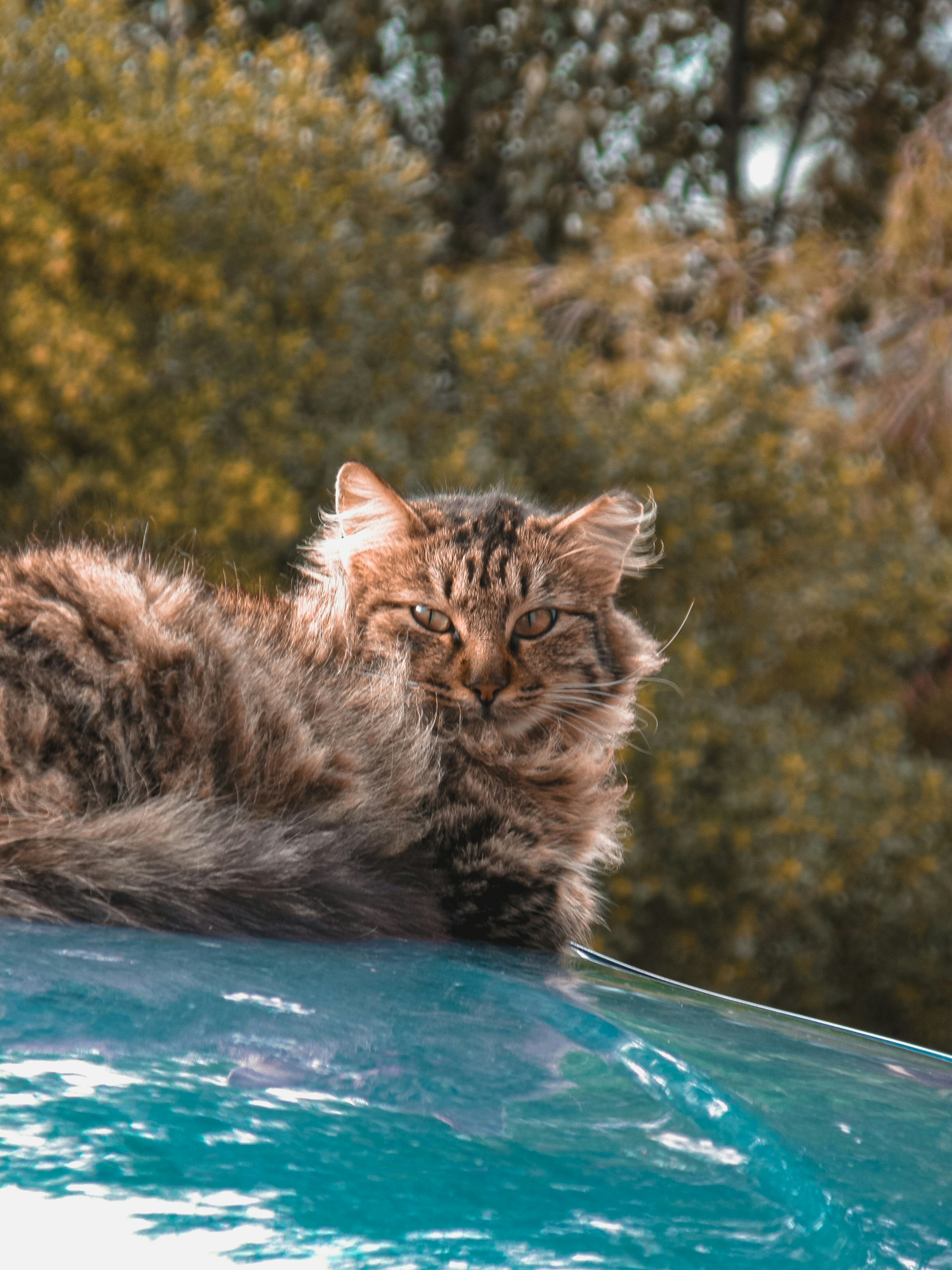 Cat on a sunlit hood: a curious gaze above the teal shine