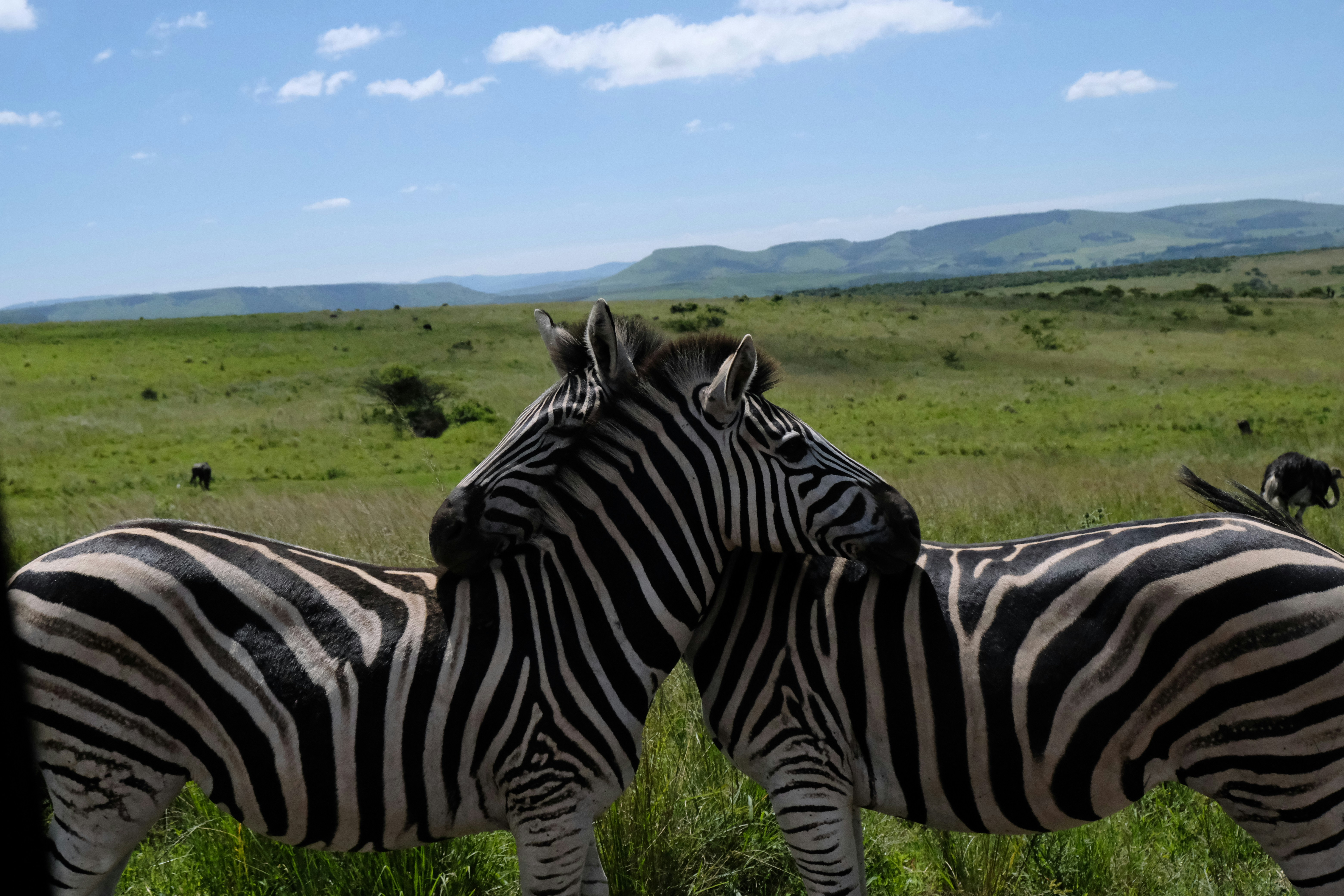 Two zebras stand closely together in a grassy savannah, forming a striking pattern with their stripes under a clear blue sky.