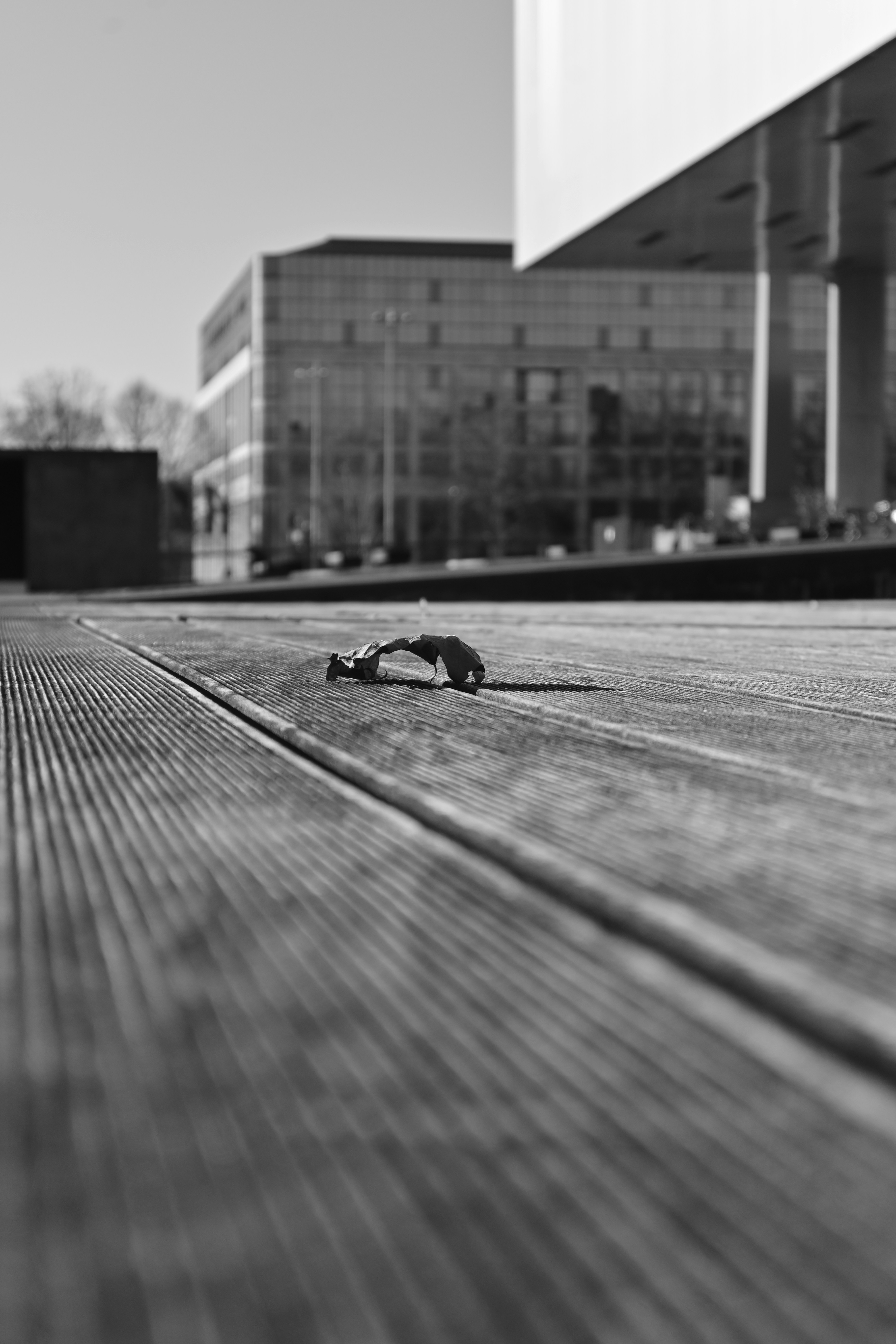 Lone Leaf on Weathered Planks Framed by a Blurred Modern Skyline