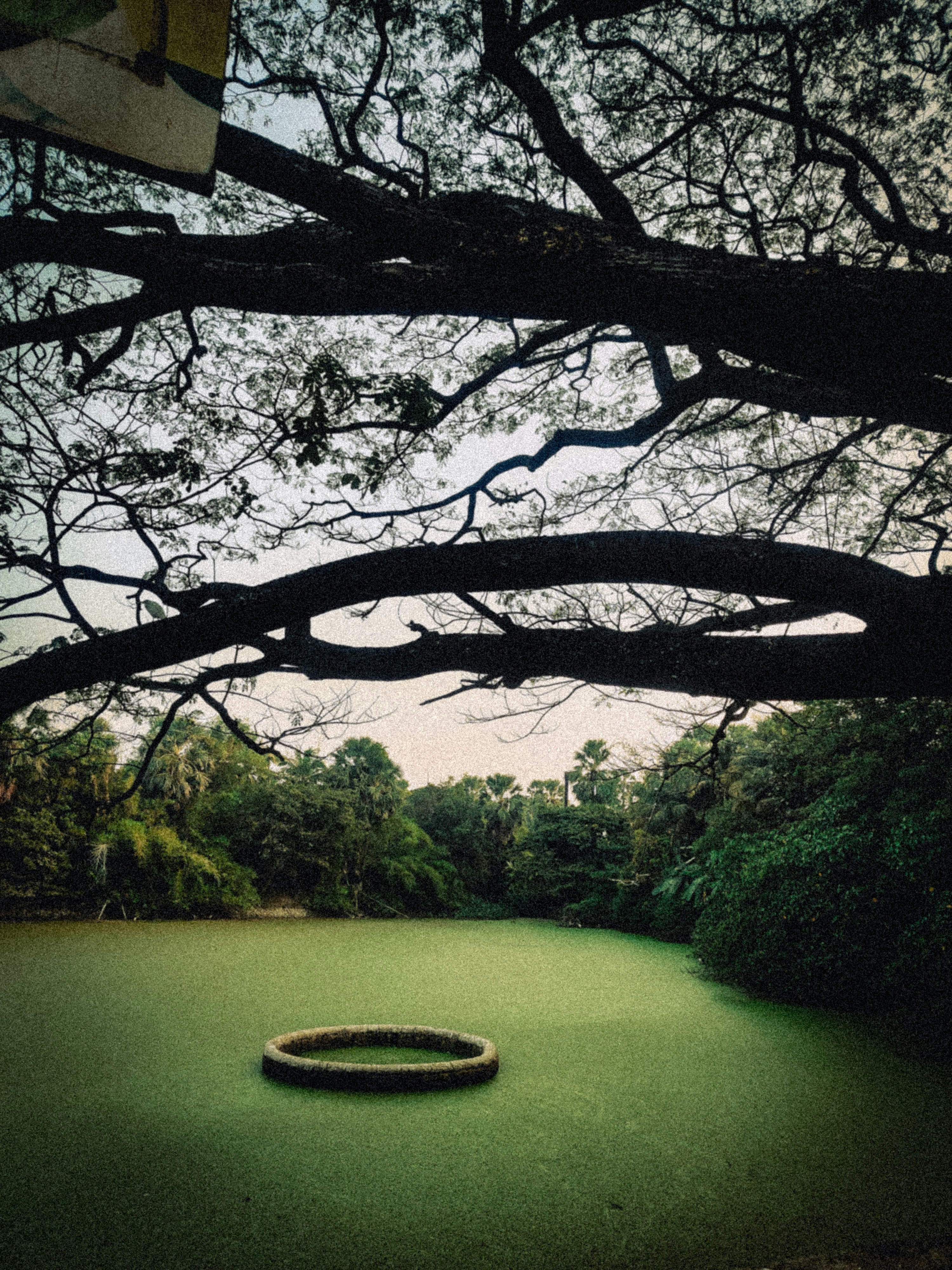The Green Ring Beneath Interlacing Branches
