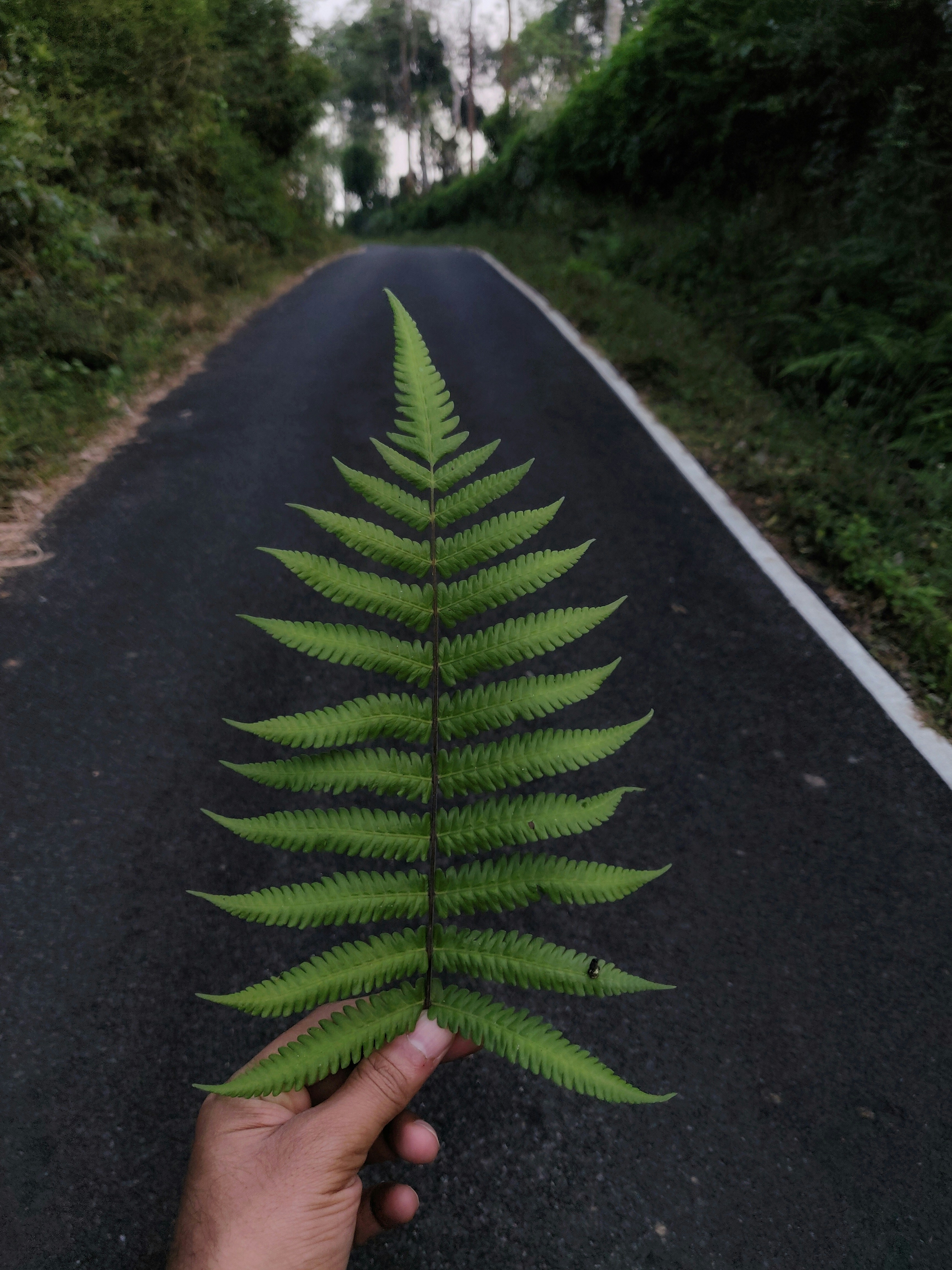 Fern at the Road's Vanishing Point