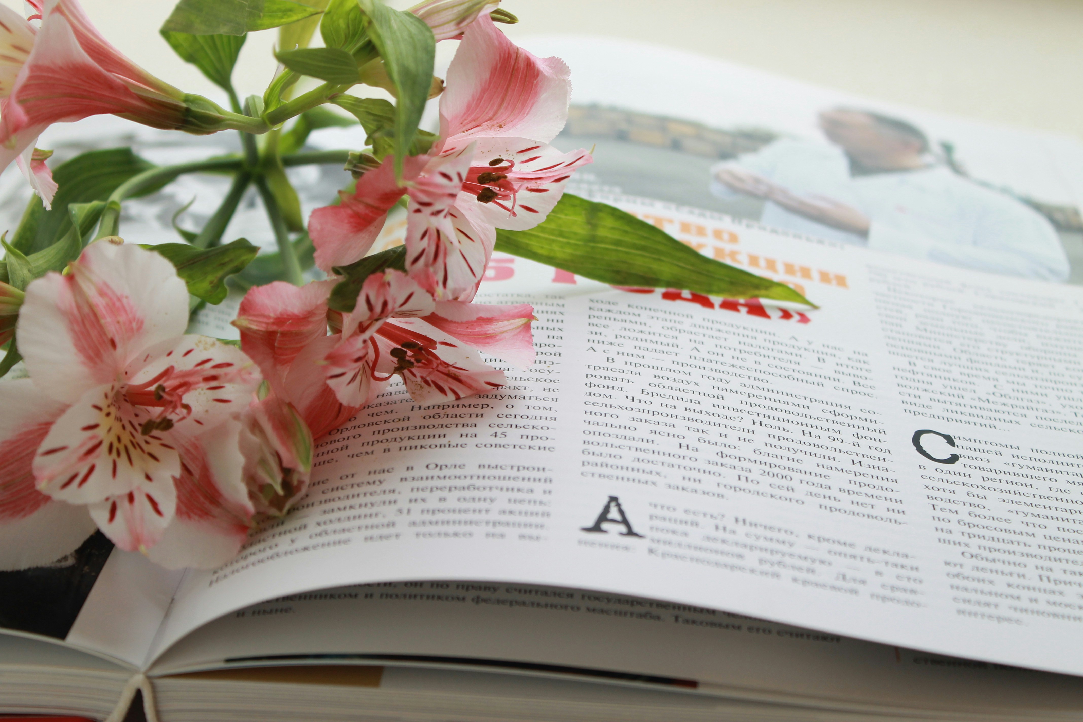 Pastel Petals on Open Pages: A Quiet Morning Bouquet
