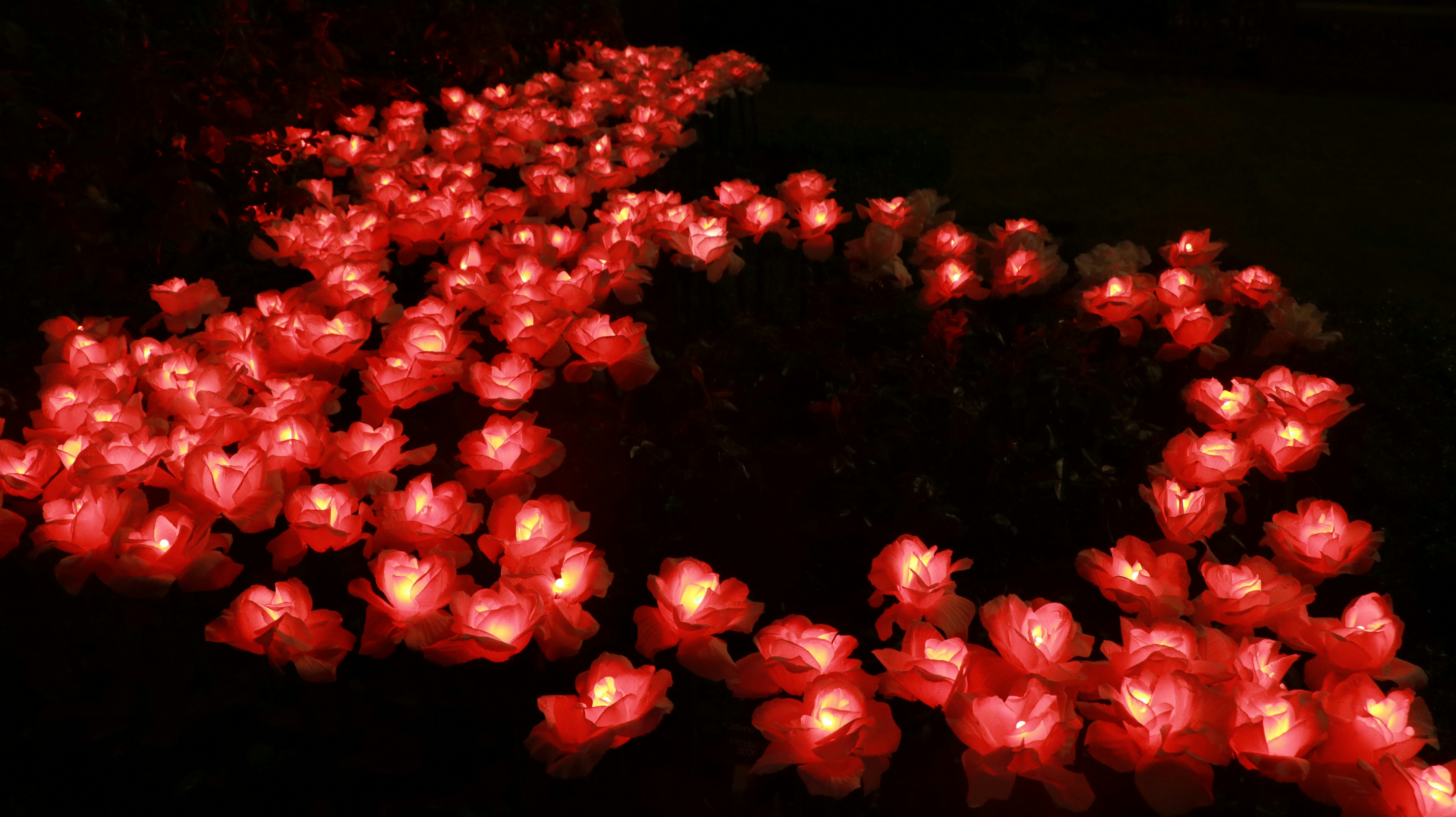 A bunch of flowers that are lit up in the dark photo – Free Tx Image on ...