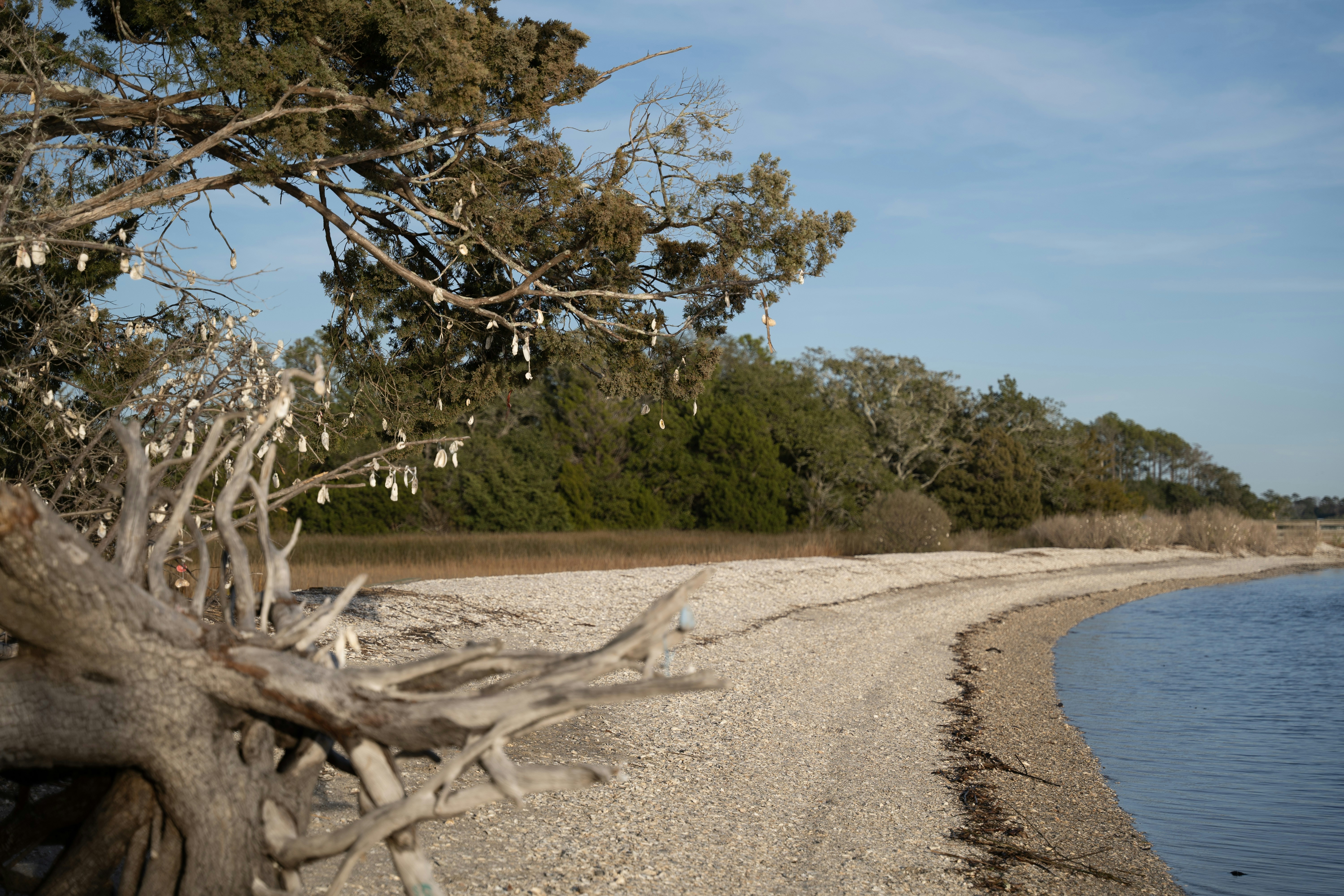 Driftwood coastline under a wind-washed canopy