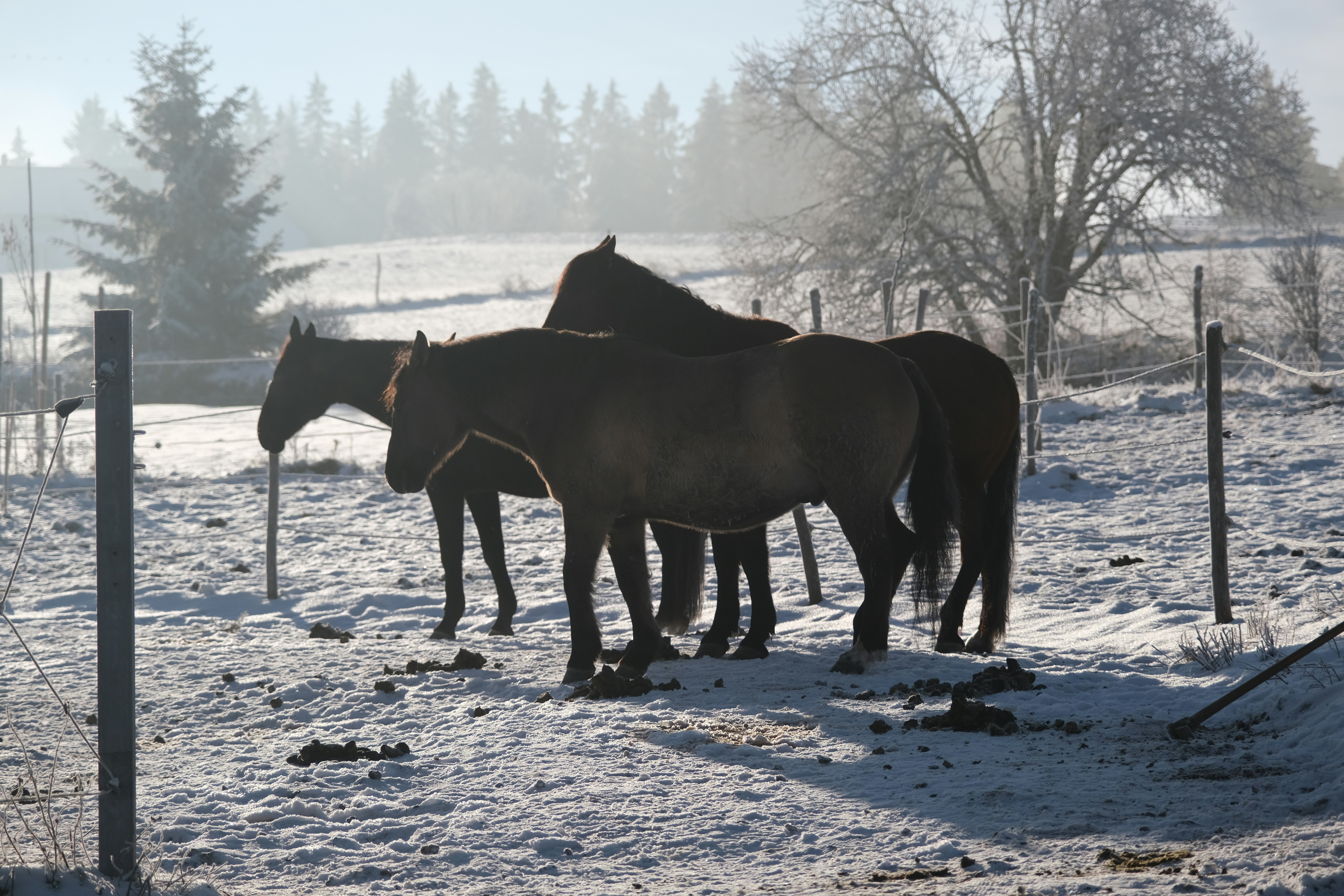 Horses at the Fence: Winter Light Over a Snowbound Field