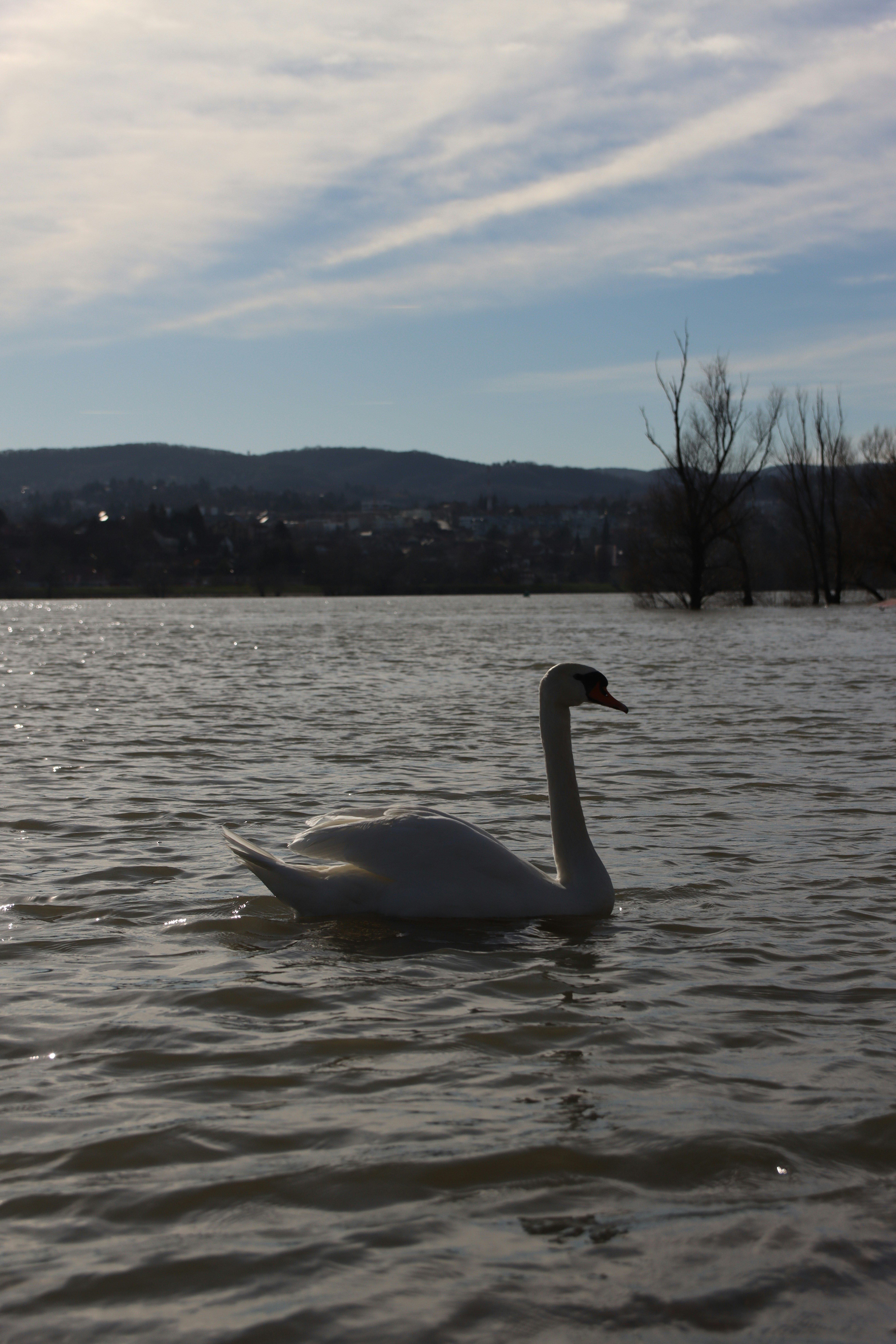 Swan Serenade on a Quiet Lake at Dusk