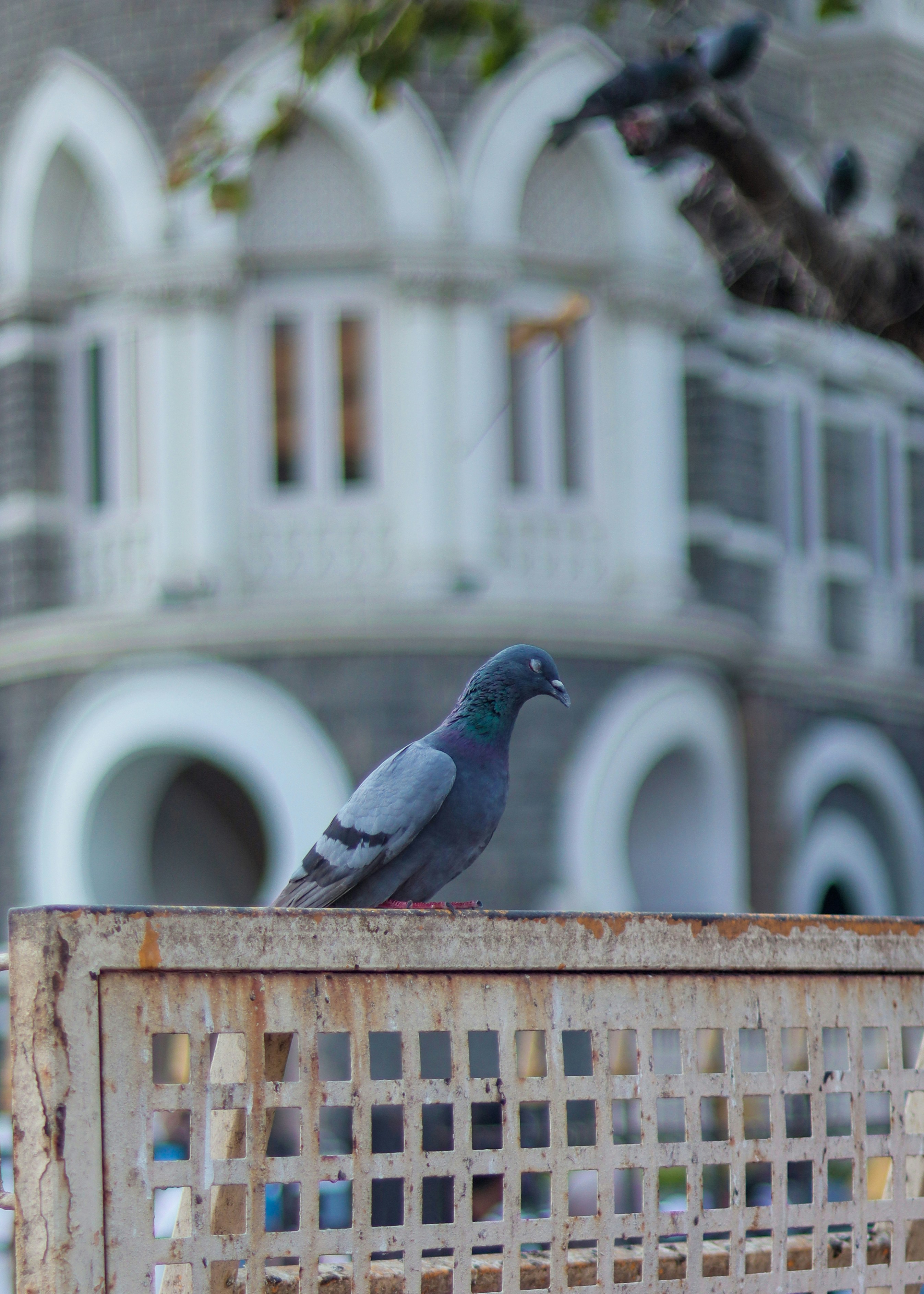 Pigeon on a Rusted Lattice, Soft Focus Arches in the Background
