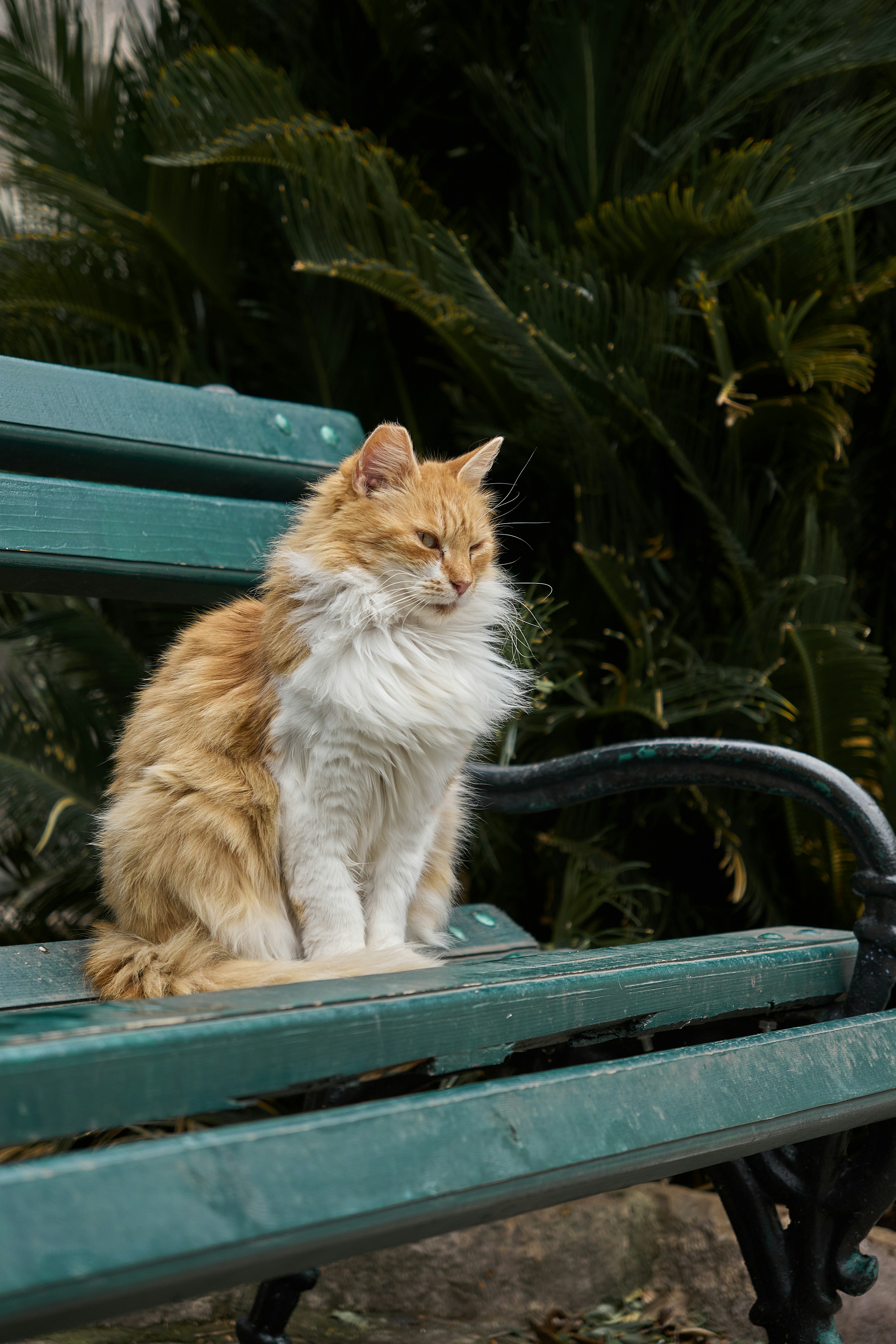 Whiskers on a Teal Bench: A Ginger Moment in the Park
