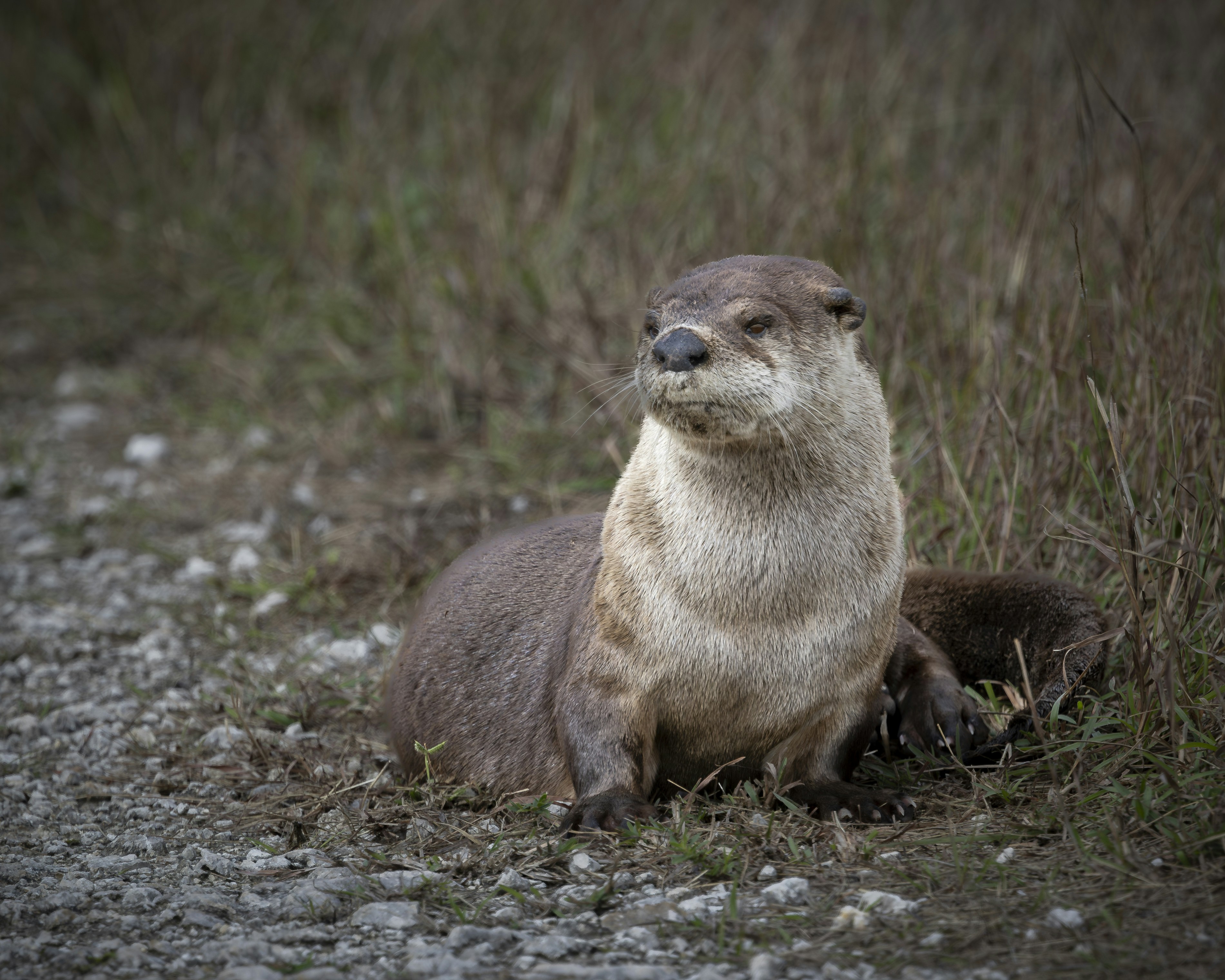 Resting Otter on Pebbled Ground Under Sparse Grass