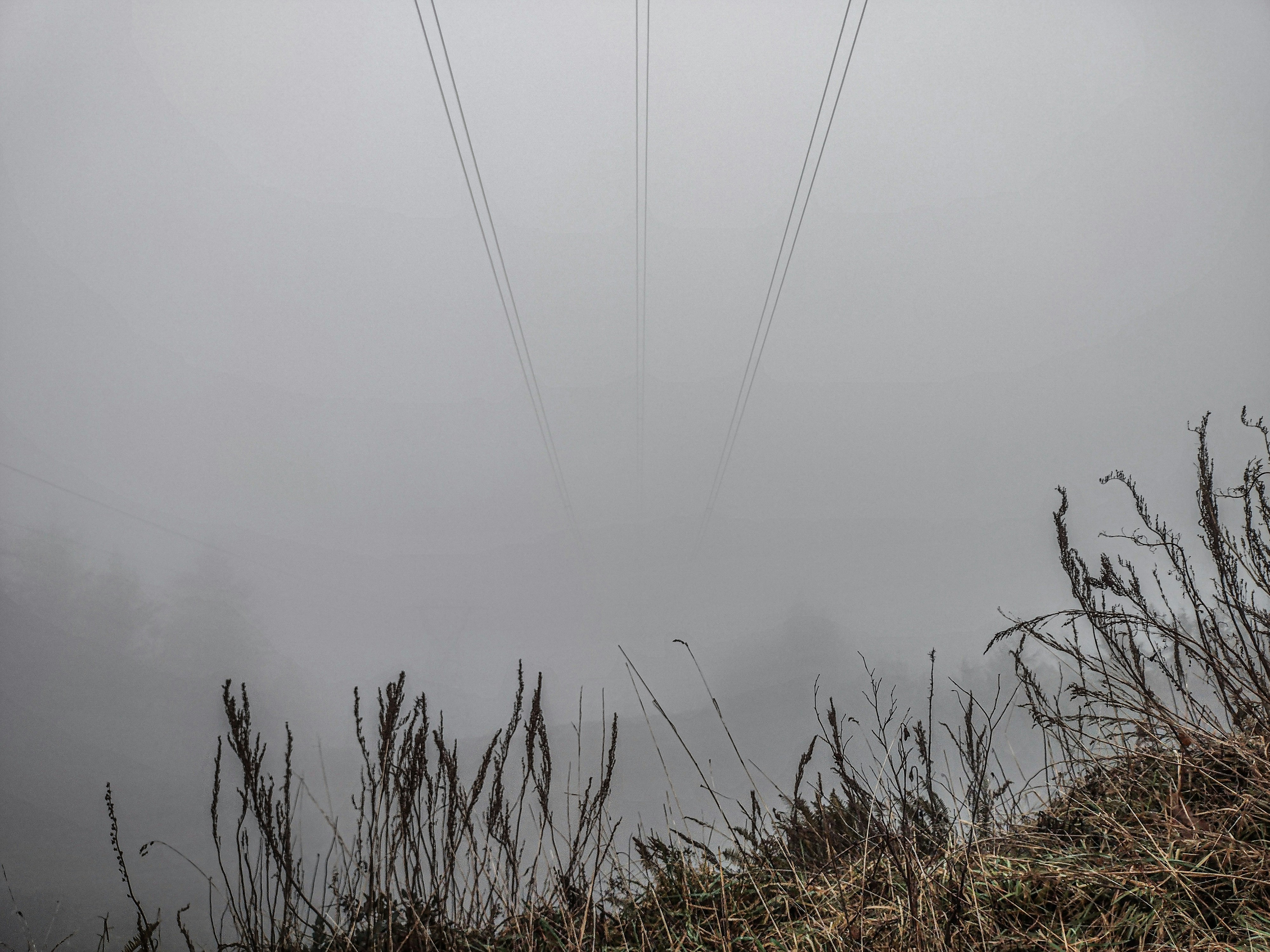 Fog-enveloped ridge with tall grasses in the foreground and cables fading into the mist.