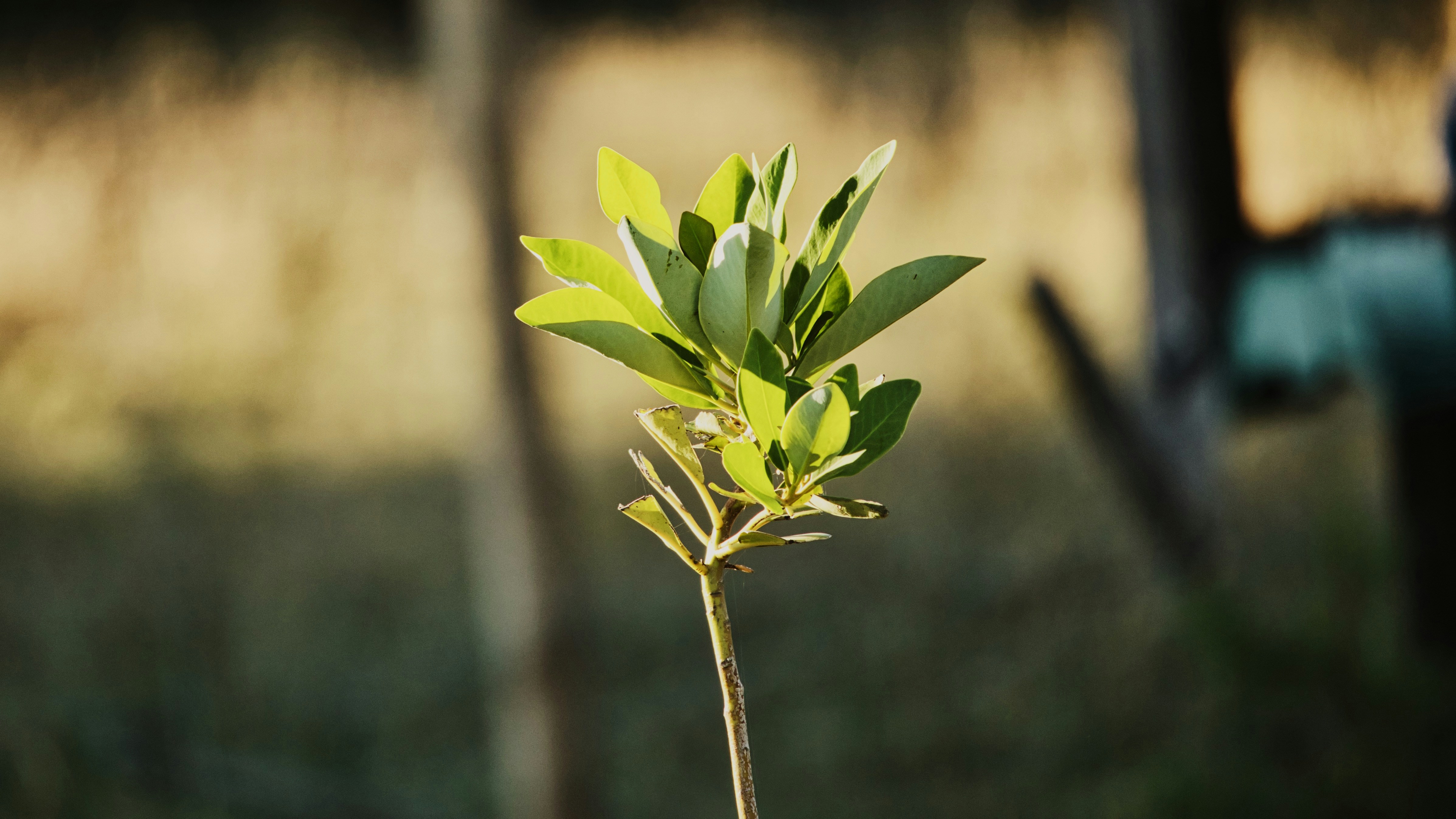 Young Green Sprout Reaching Up in Soft Afternoon Light