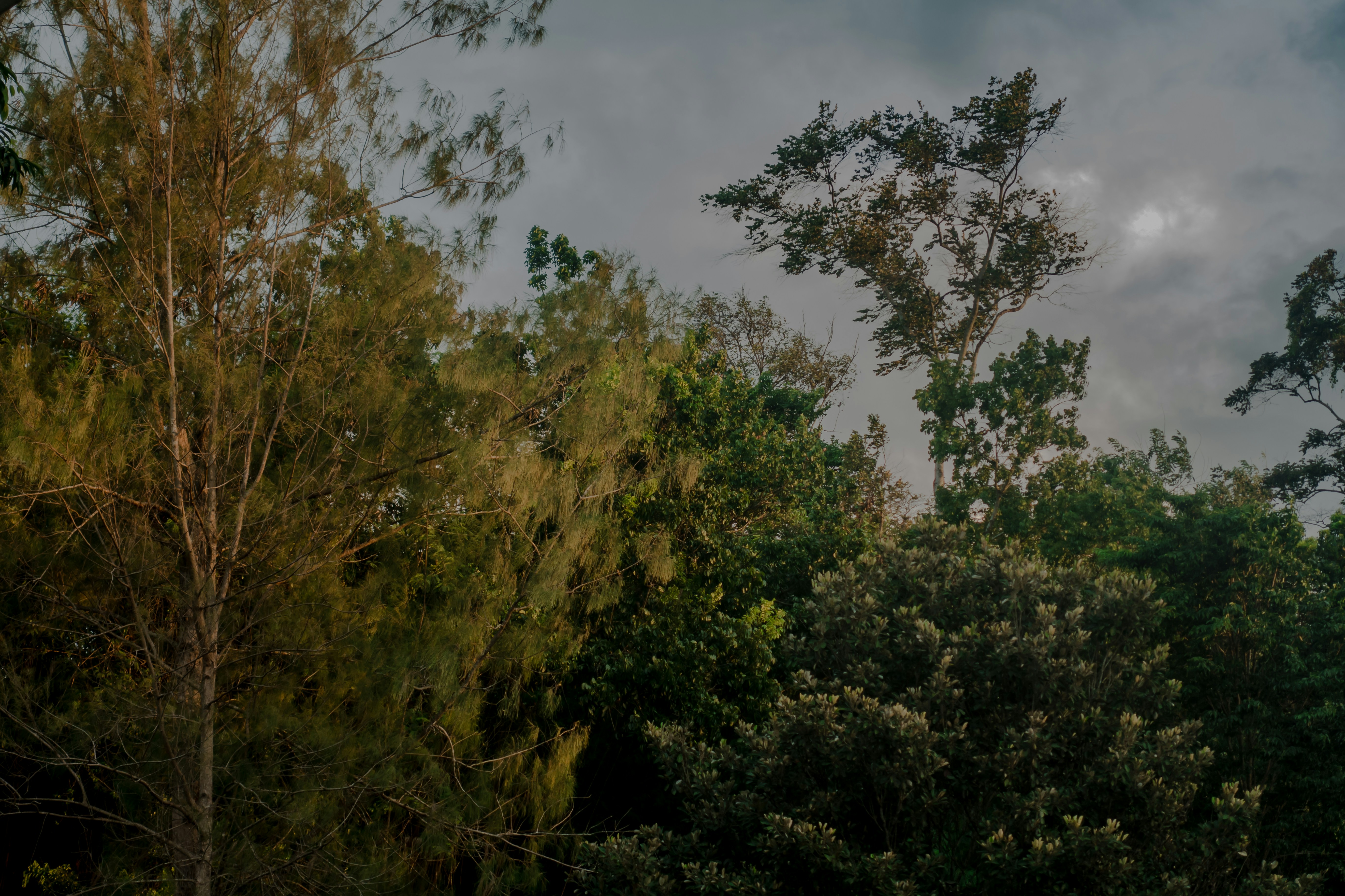 Lush greenery and towering trees create a serene forest scene, with a dramatic sky hinting at an approaching storm.