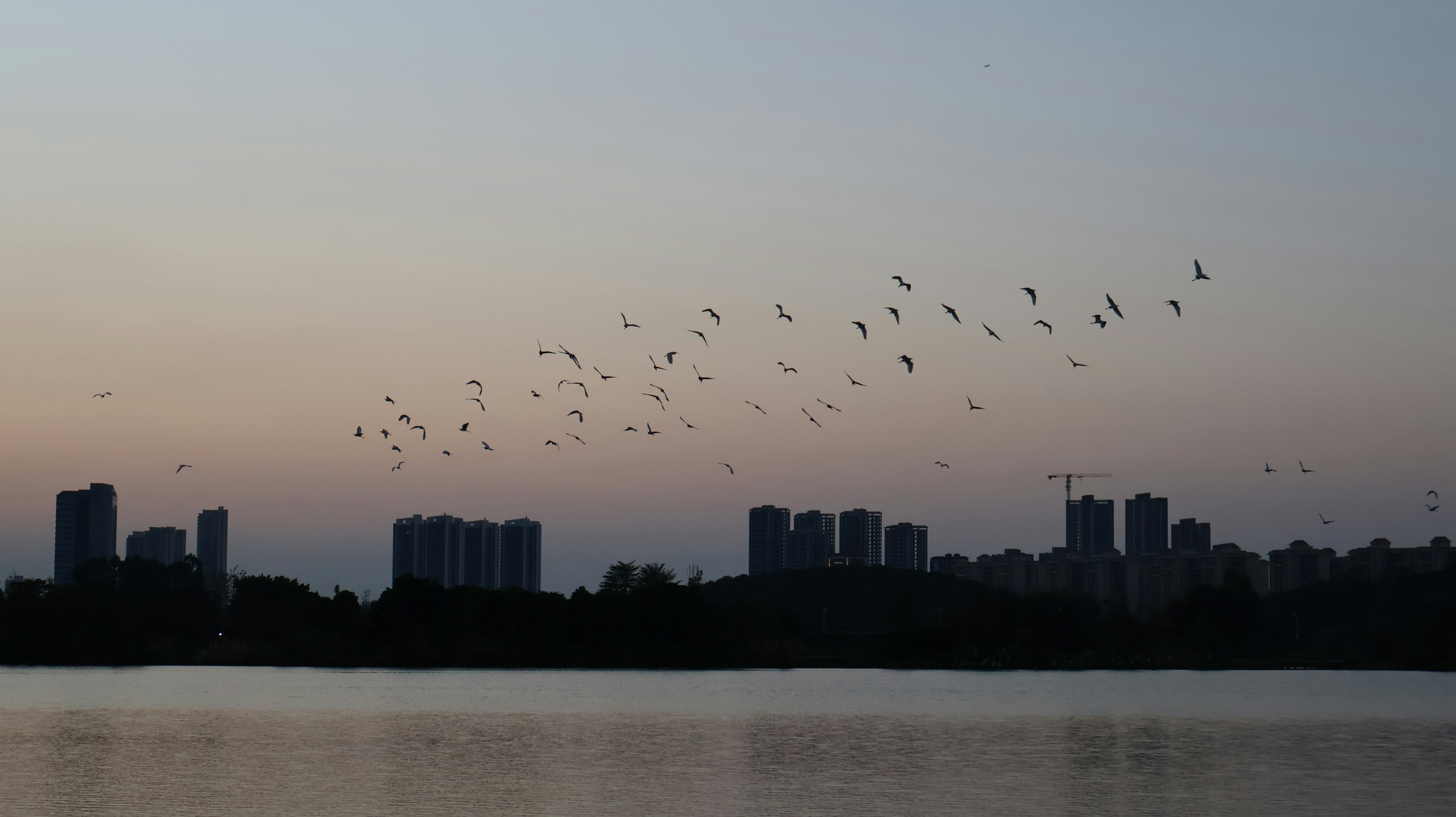 Twilight Flight Over the River: Birds Skimming the Quiet City Skyline