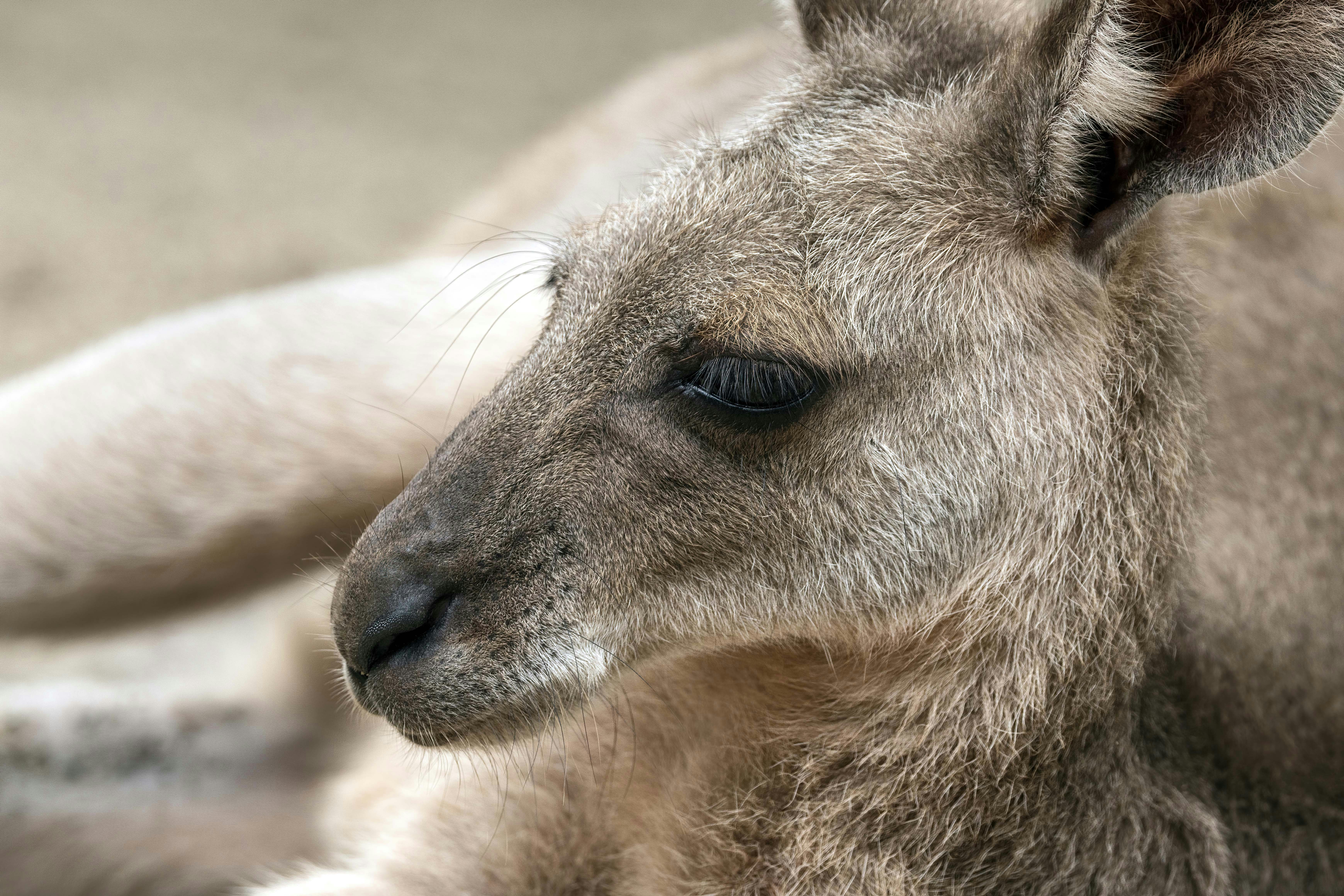 A close up of a kangaroo laying on the ground photo – Free Australia ...