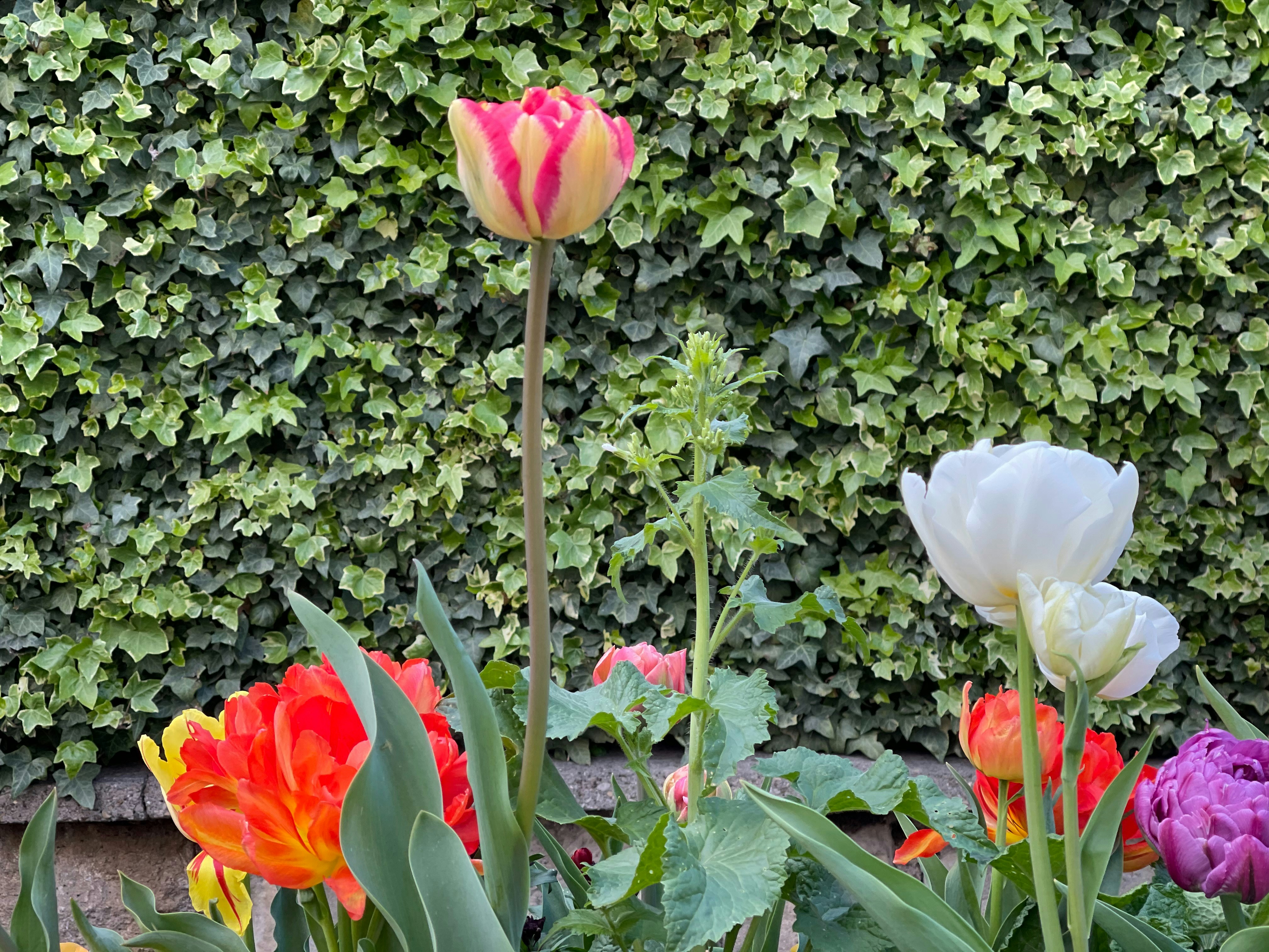 Striped Tulip Rising Amid a Sea of Ivy and Bloom