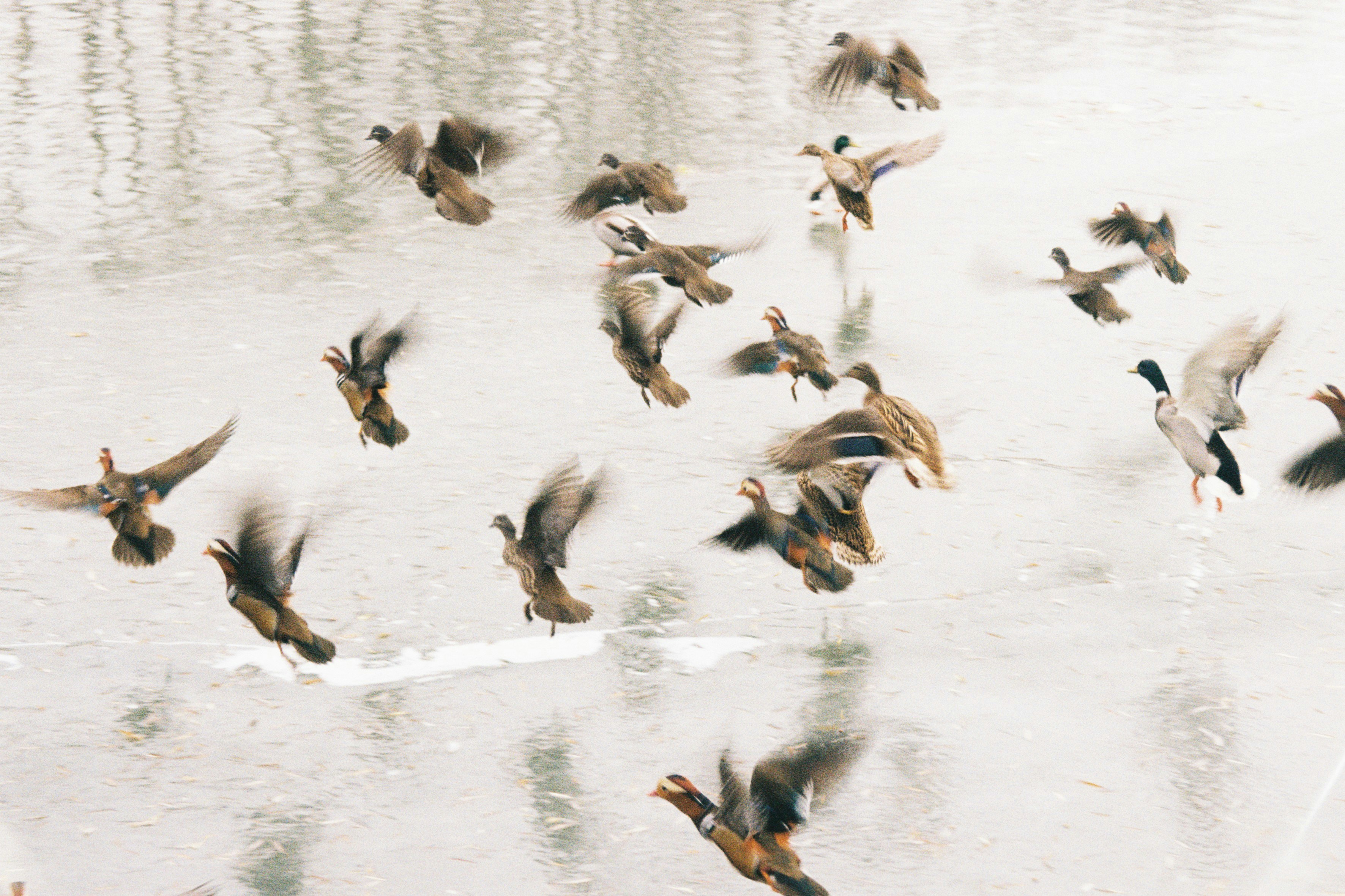 Aerial Chorus Over a Silvery Pond