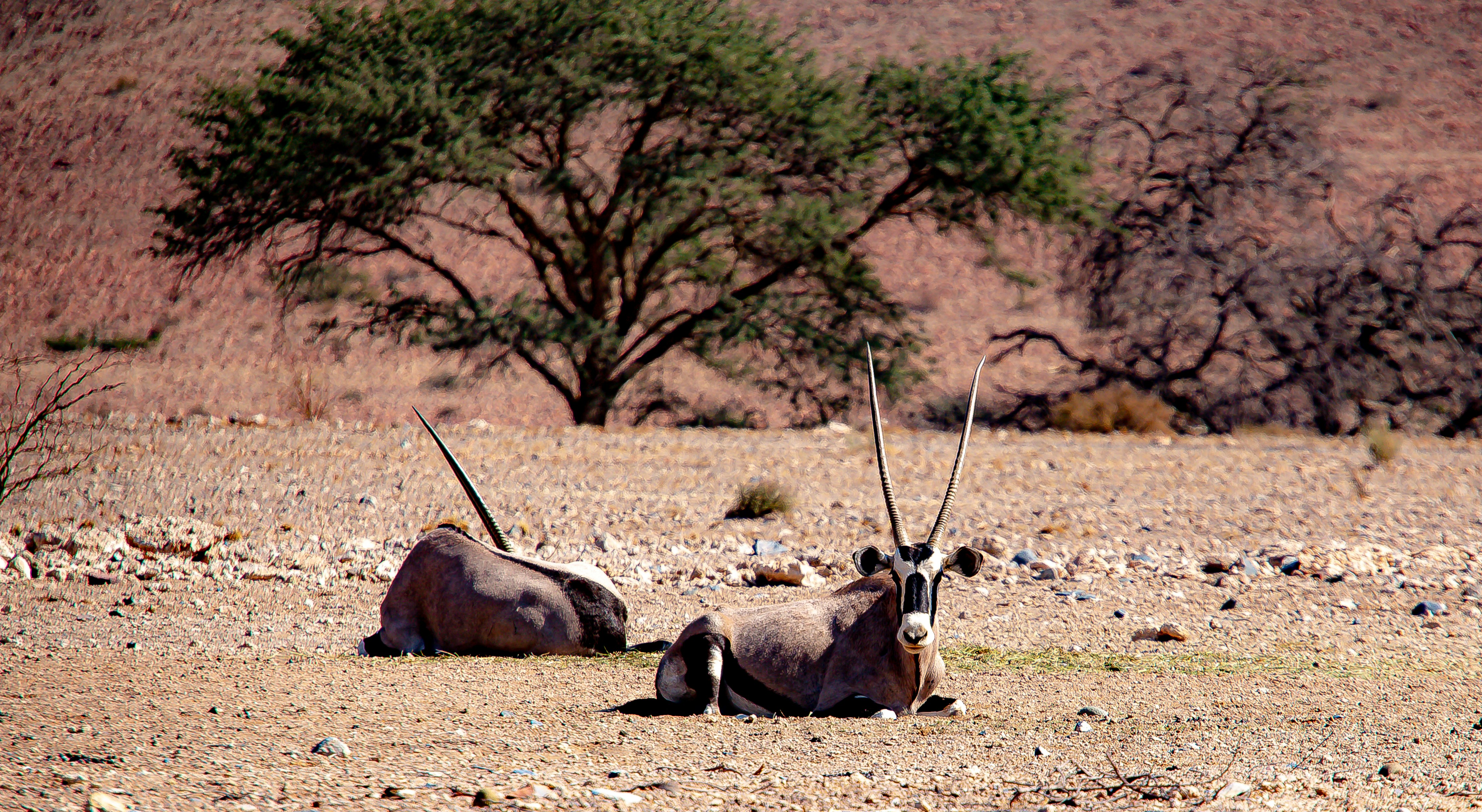 A couple of antelope laying on top of a dirt field photo – Free Namibia ...