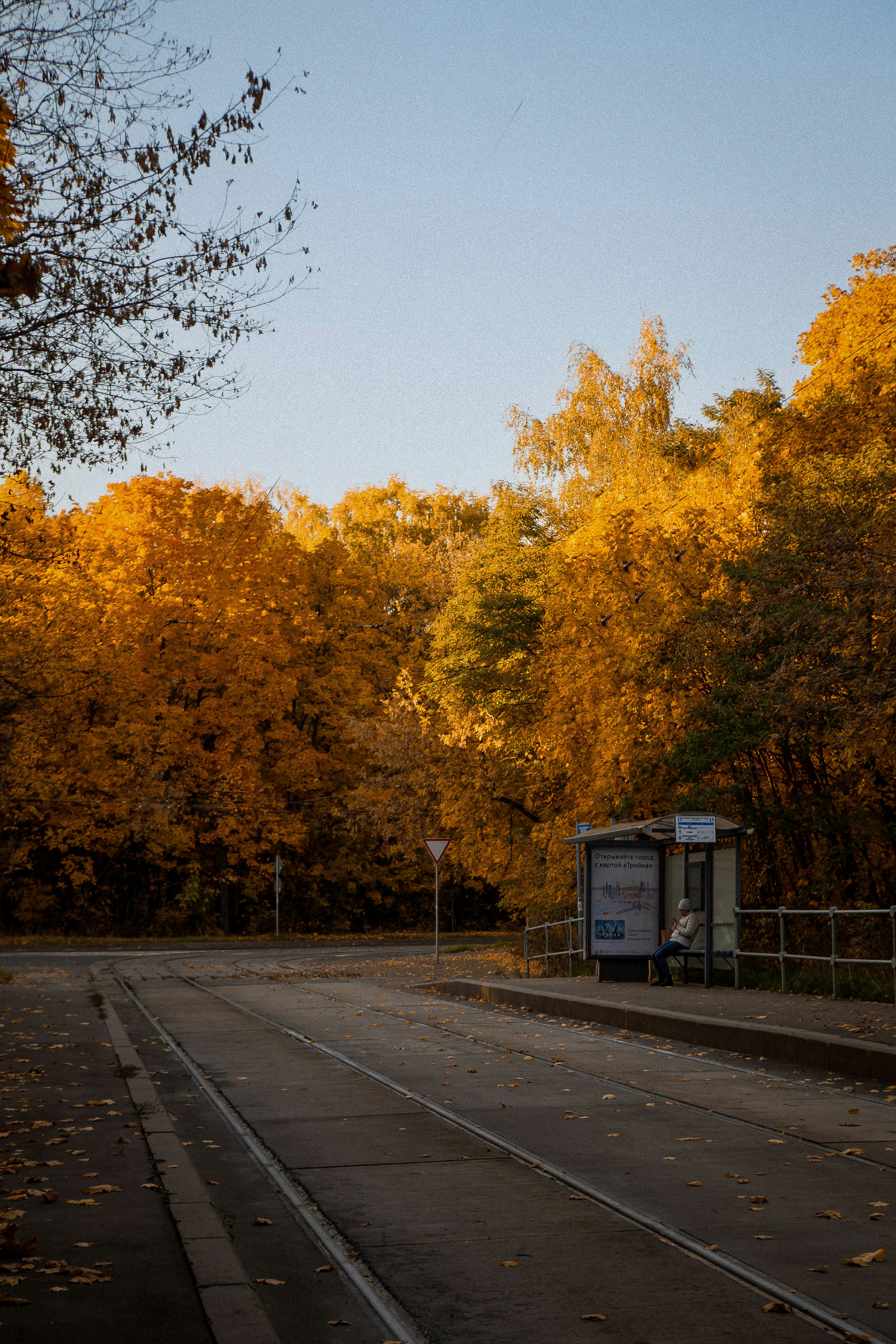 Autumn Light Over Quiet Tracks: A Bus Stop Framed by Golden Trees