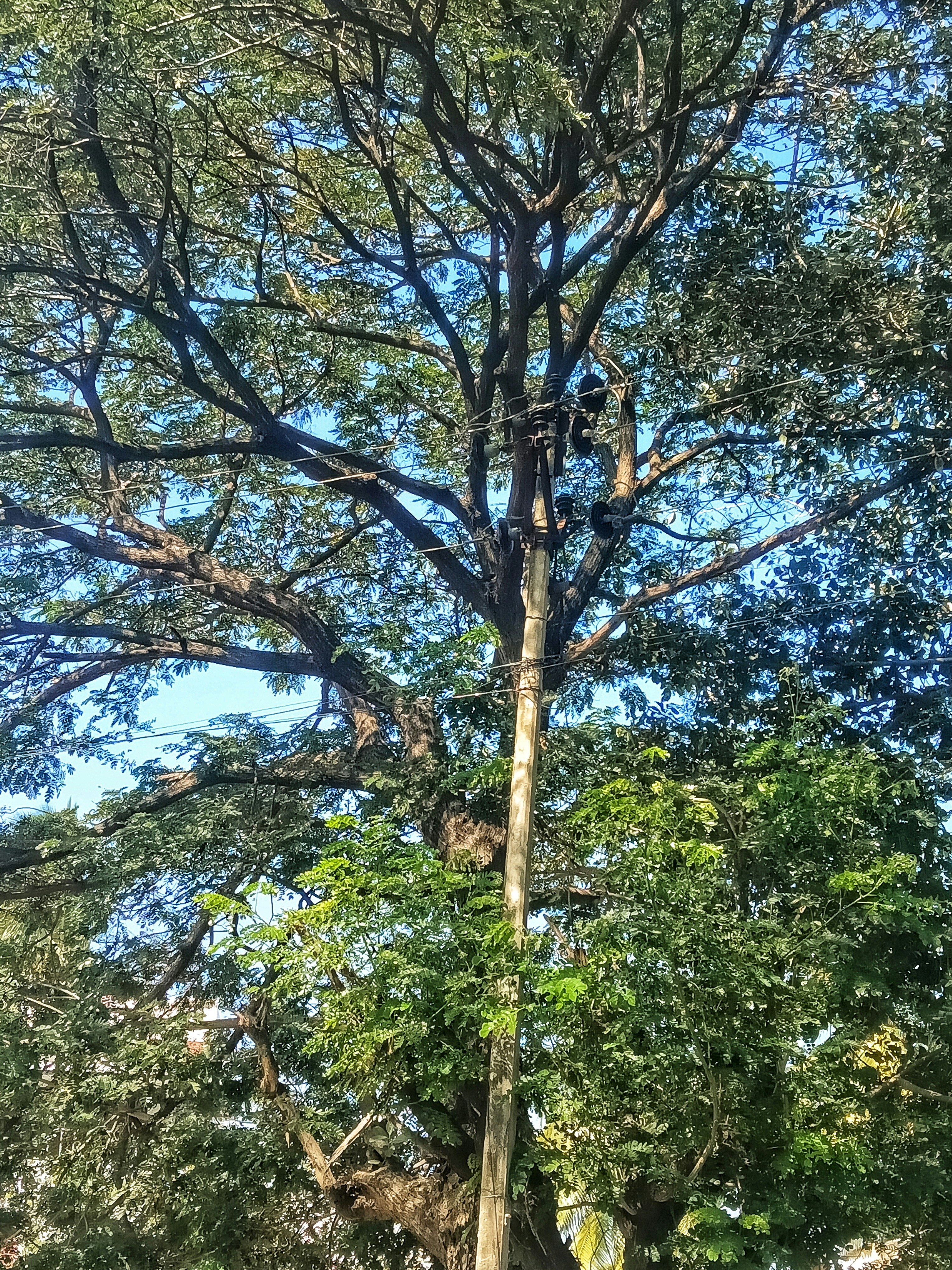 a large tree that is standing in the grass