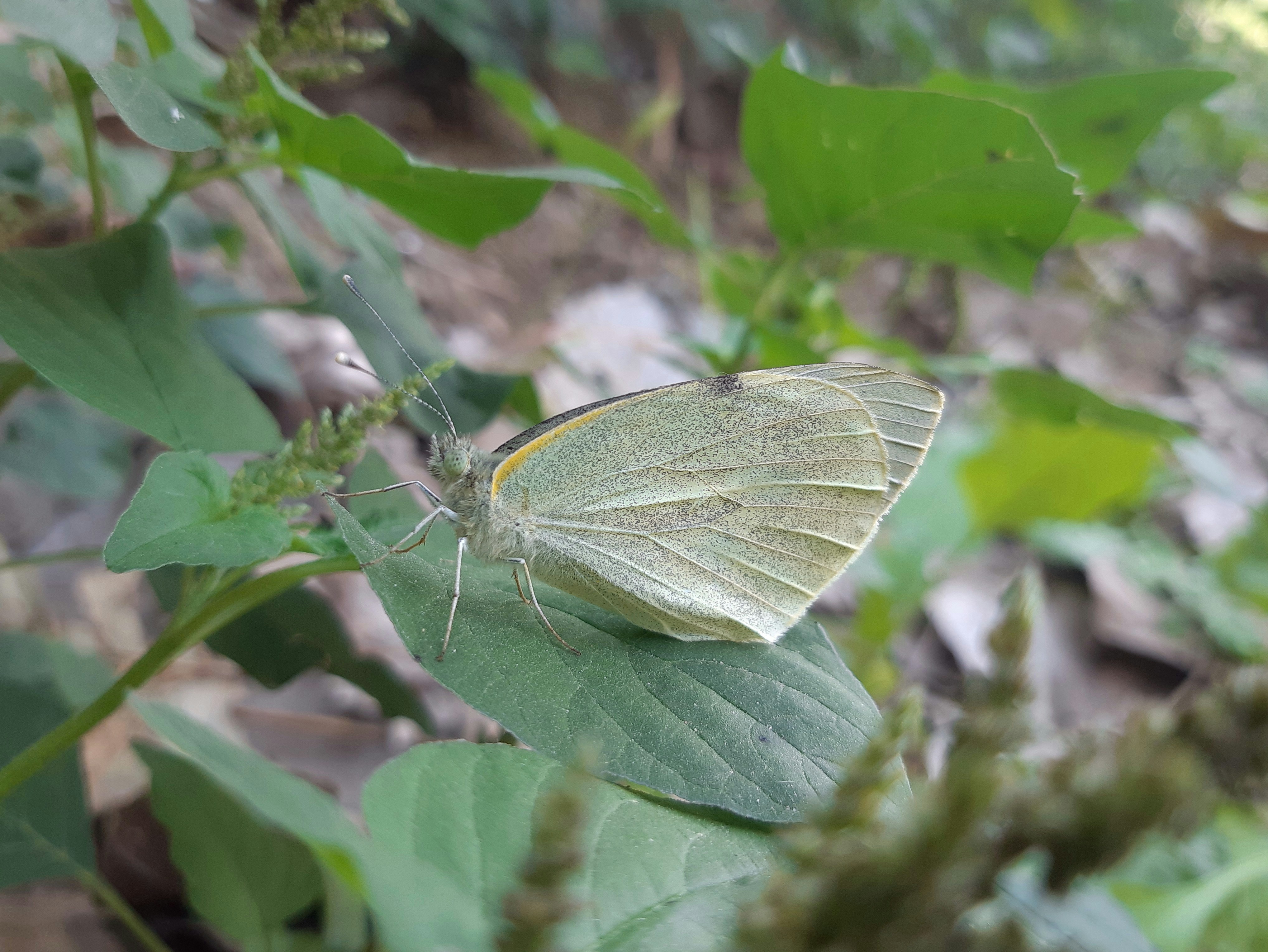 Close-up of a pale butterfly resting on green foliage, showcasing intricate wing patterns and textures. Natural setting enhances the serene atmosphere.