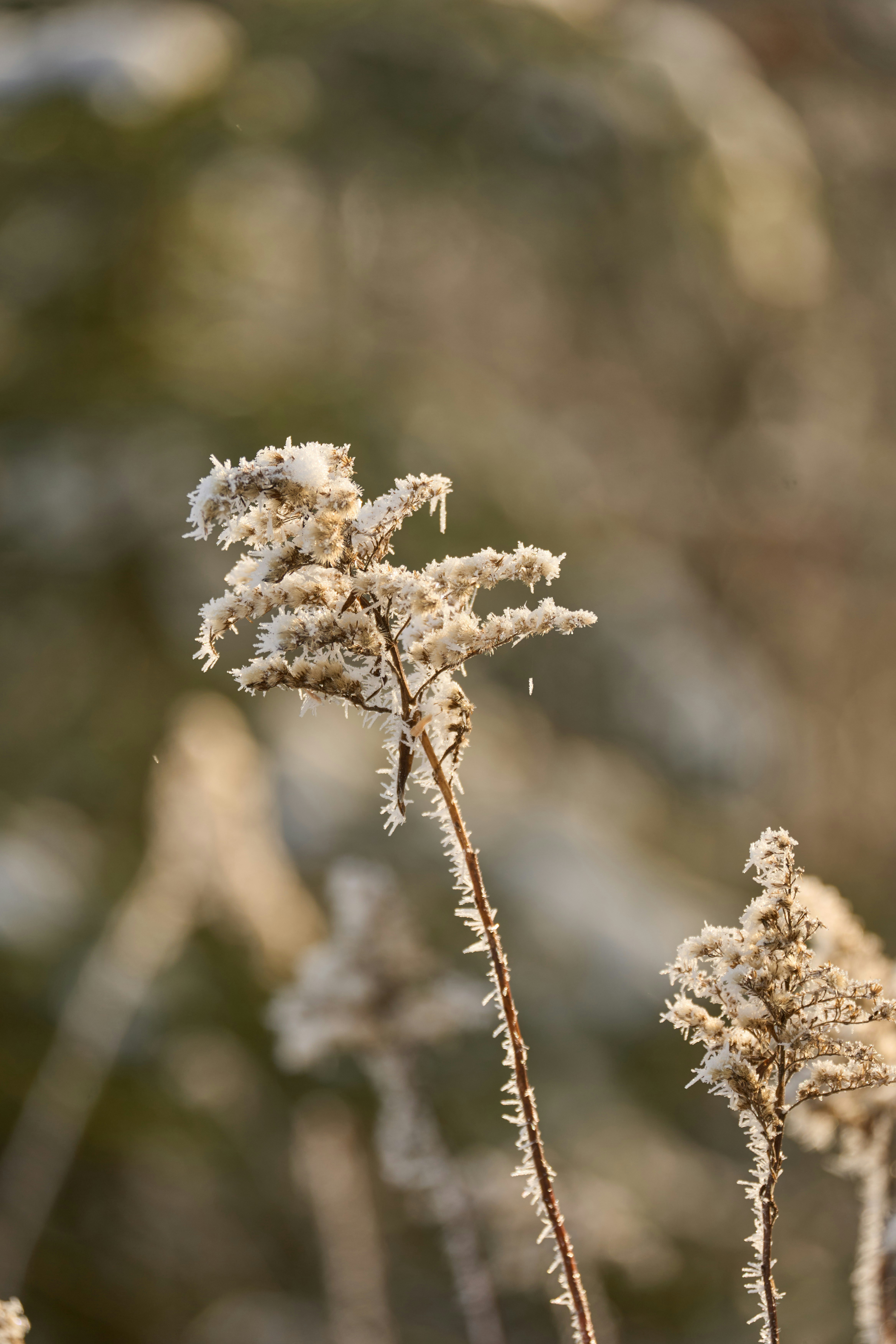 A close up of a plant with frost on it photo – Free Plant Image on Unsplash