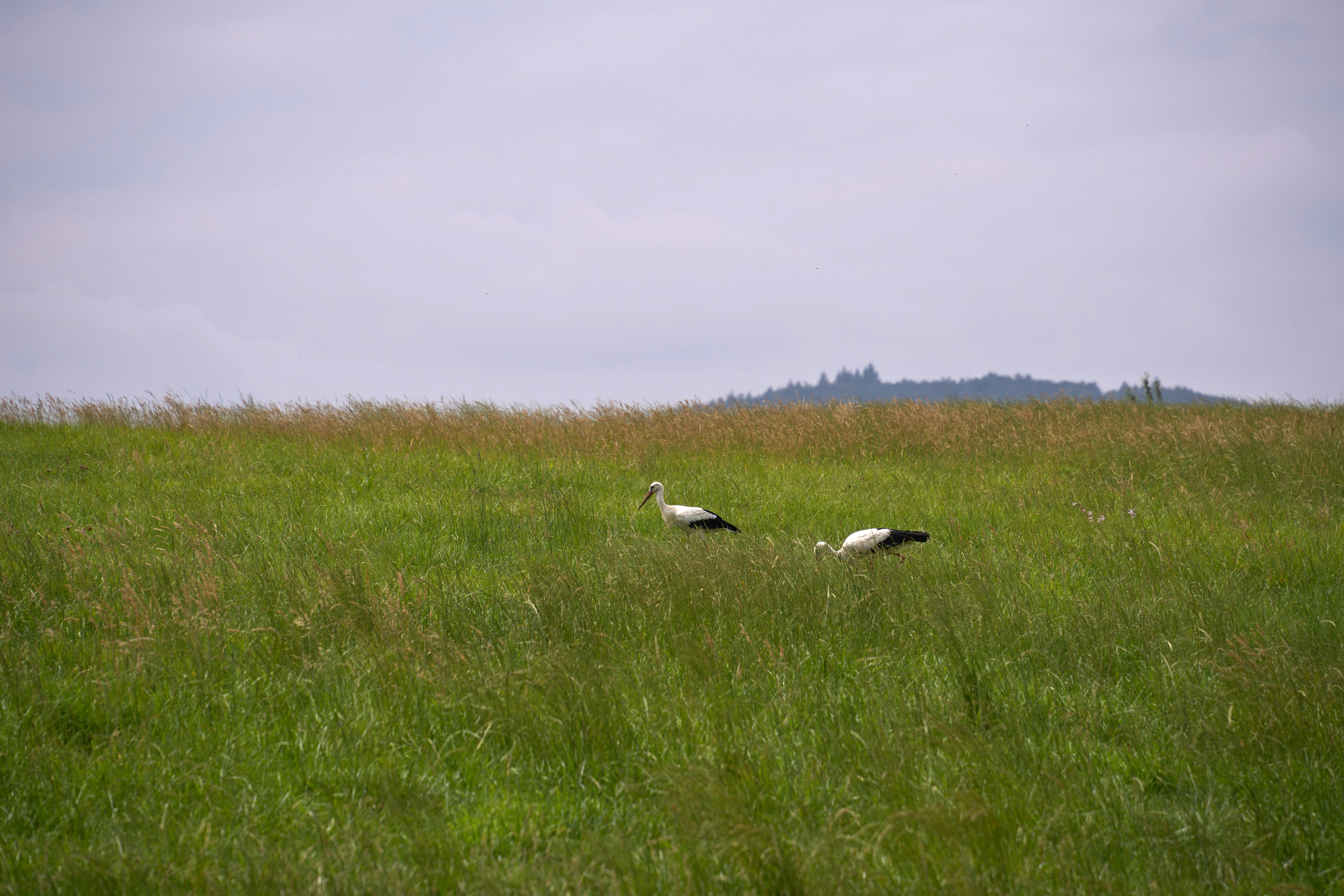 Two White Storks Pause in a Quiet Meadow Under an Overcast Sky