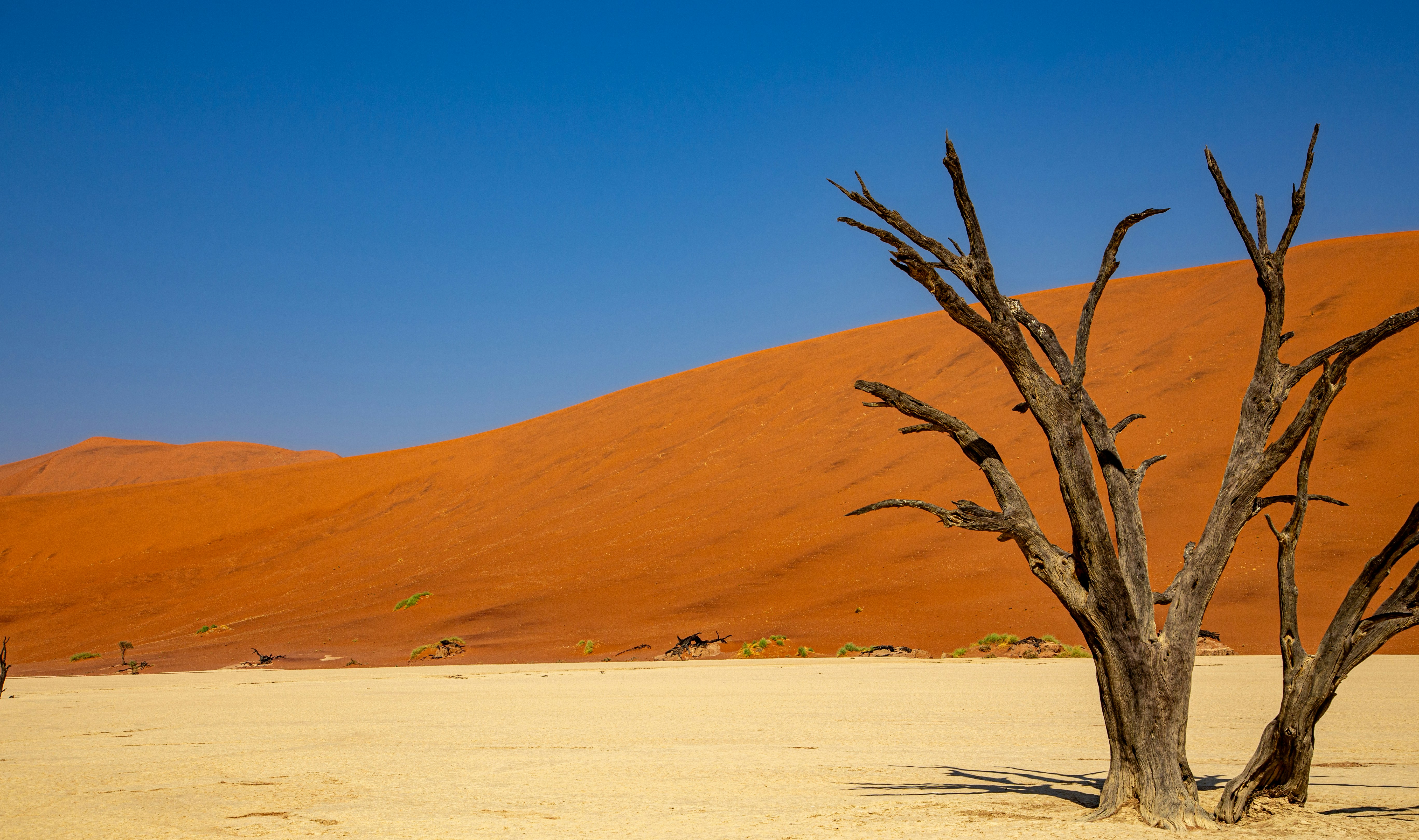 A gnarled tree stands in stark contrast to the vibrant orange dunes of the Namib Desert, highlighting the arid beauty of this unique landscape.