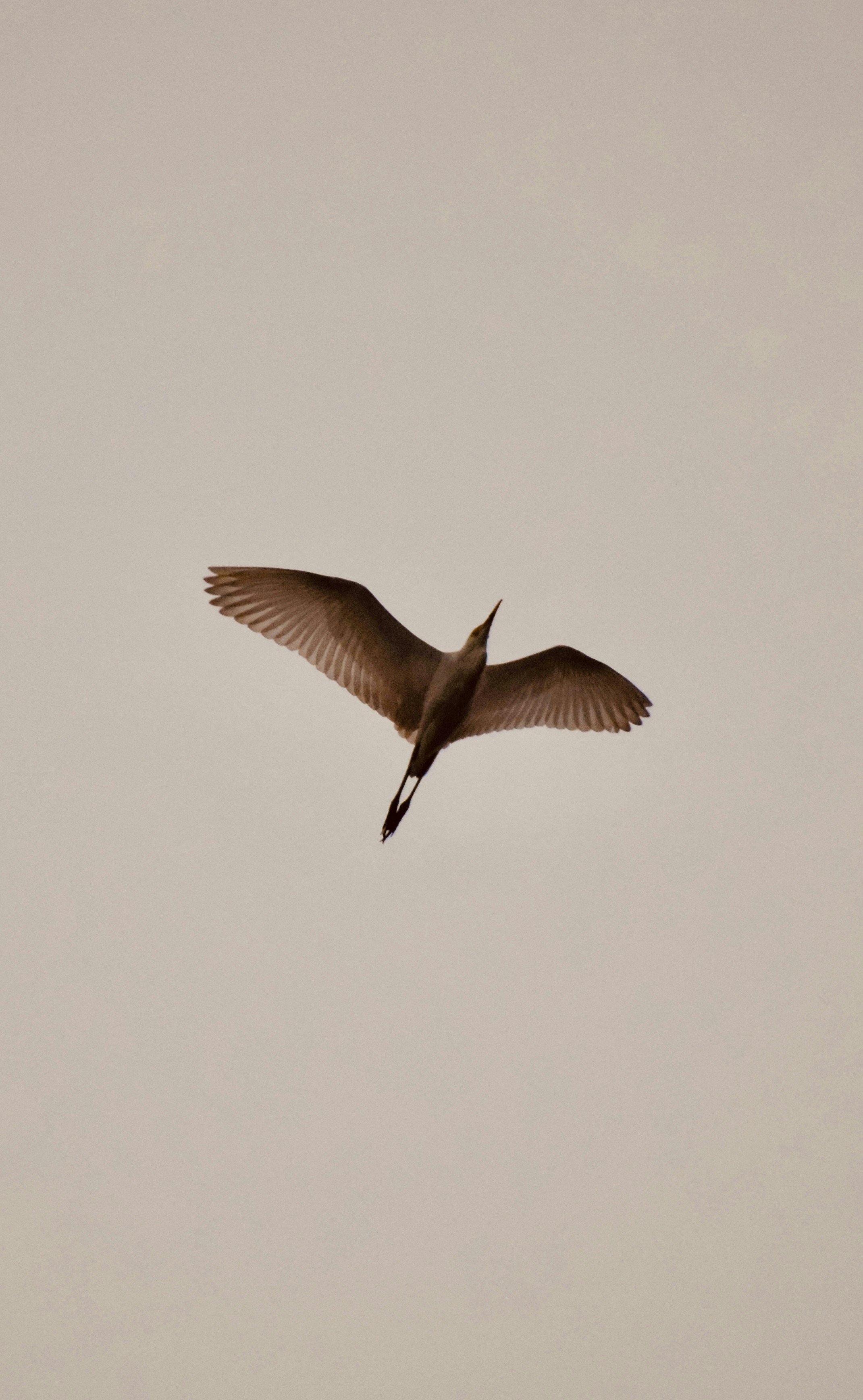 Centered in the breeze: A lone wading bird glides with expansive wings against a quiet sky.