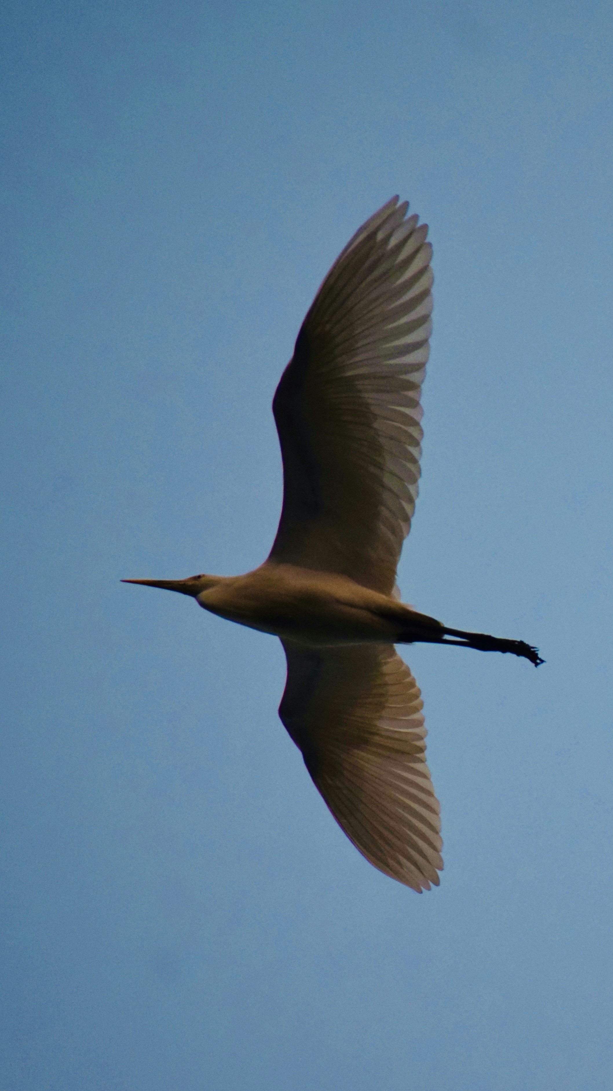 Winged Glide: Great Egret Crossing a Cerulean Sky