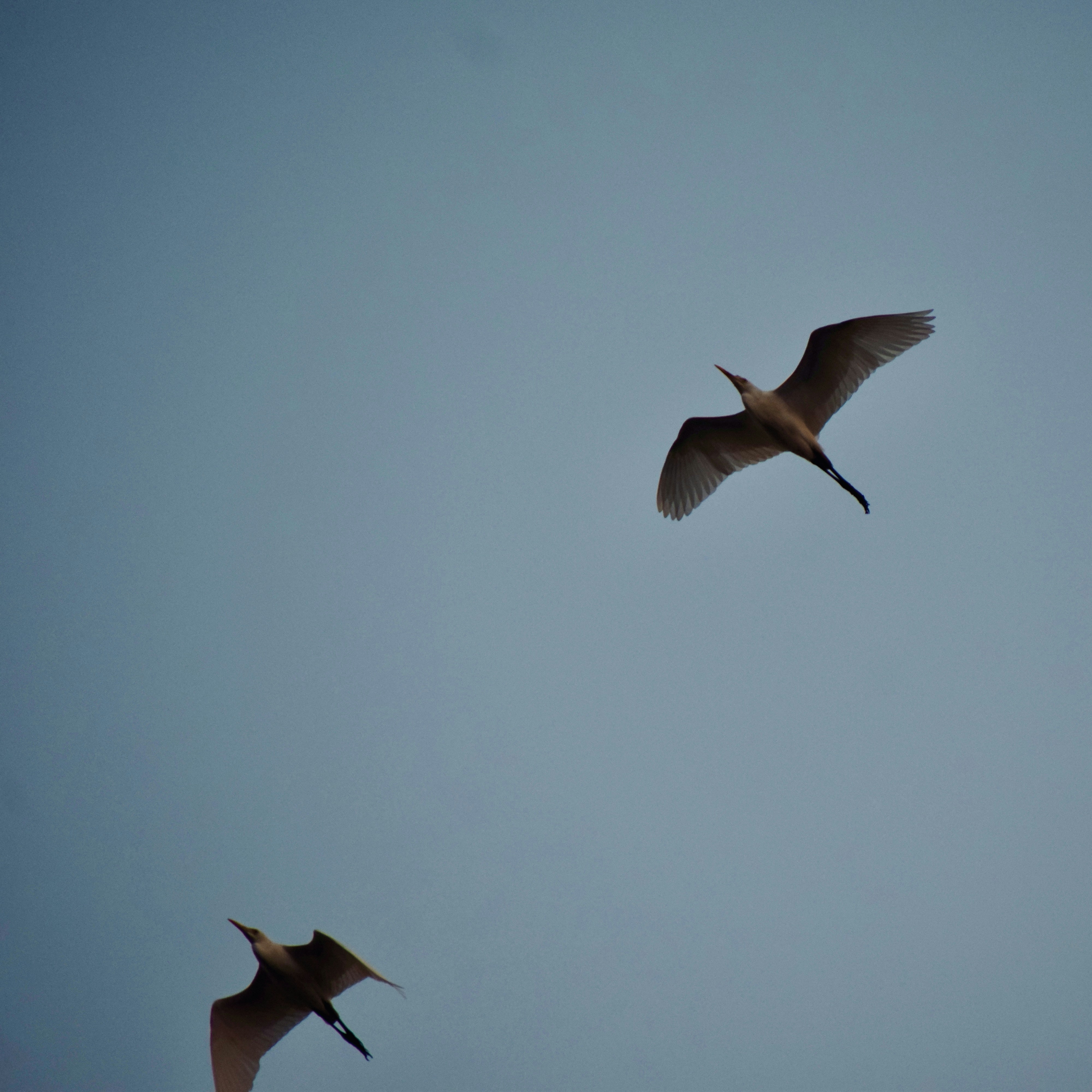 Two Sea Birds Soaring Against a Clear Blue Sky