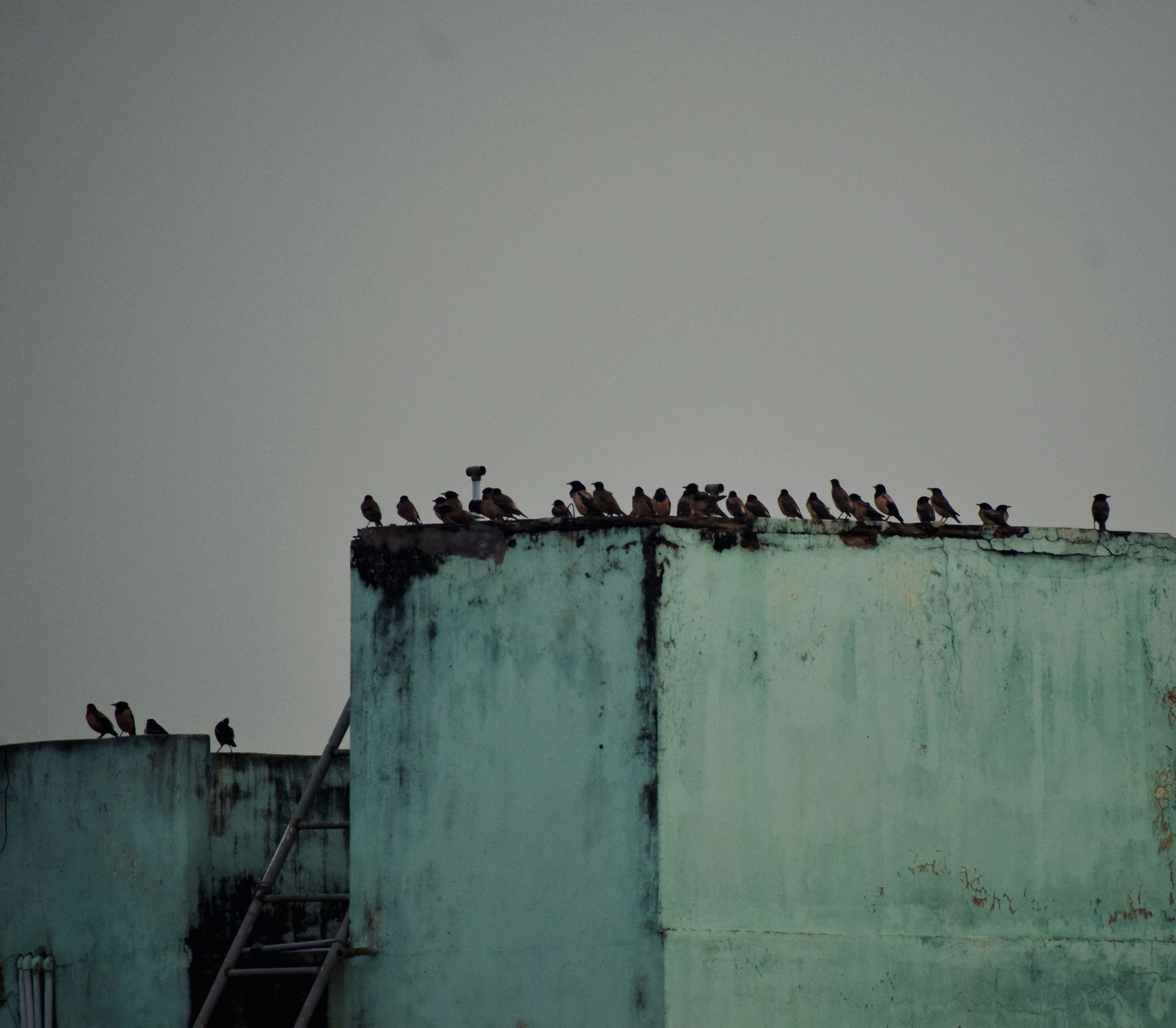 Teal Rooftop Chorus: Birds Perched Along a Weathered Edge