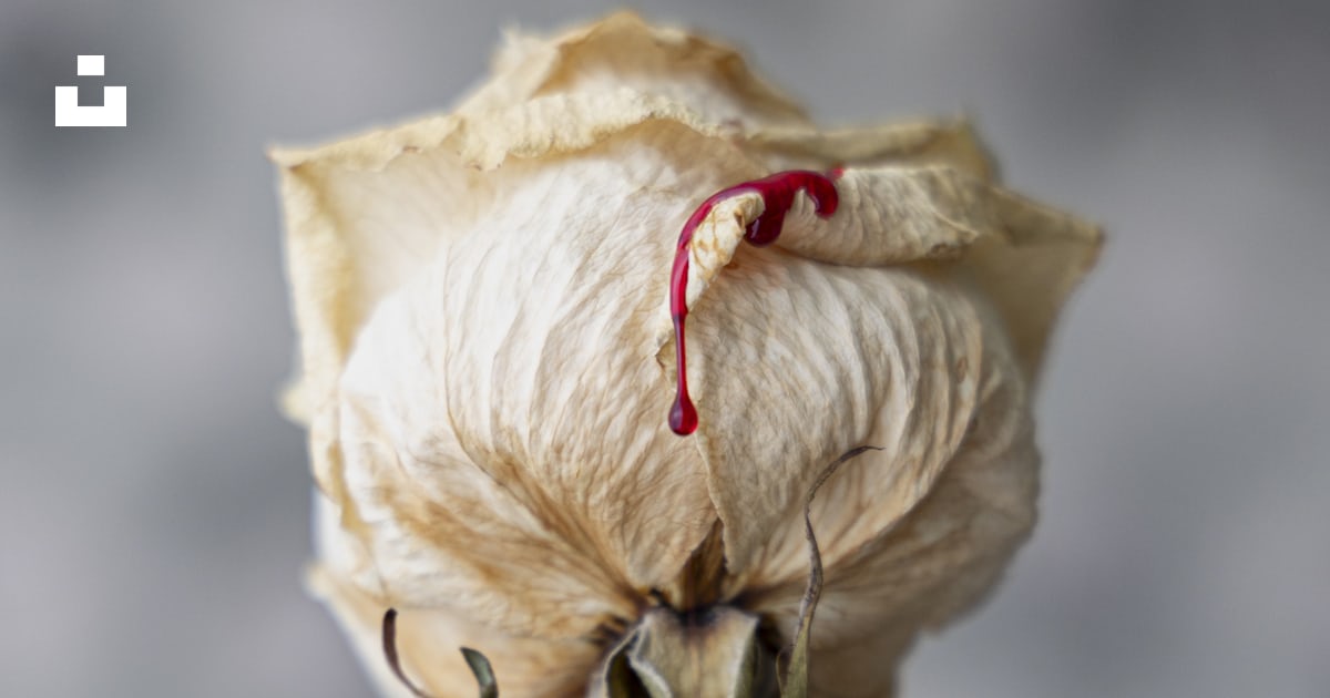 A Dead Flower With A Red Stem On It Photo Free Rose Image On Unsplash
