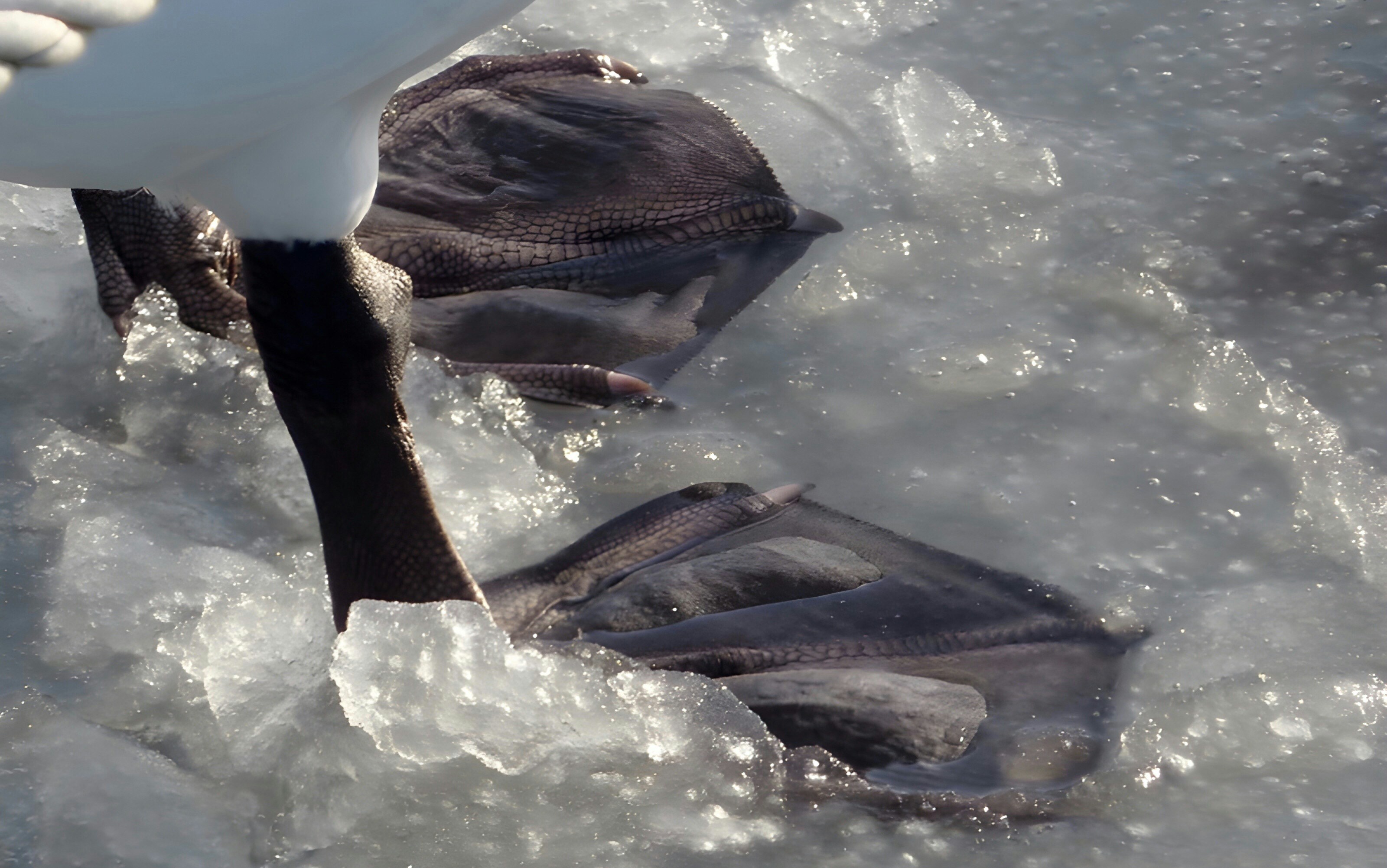 Icy Wake: A seal's Footprint on Frozen Tides