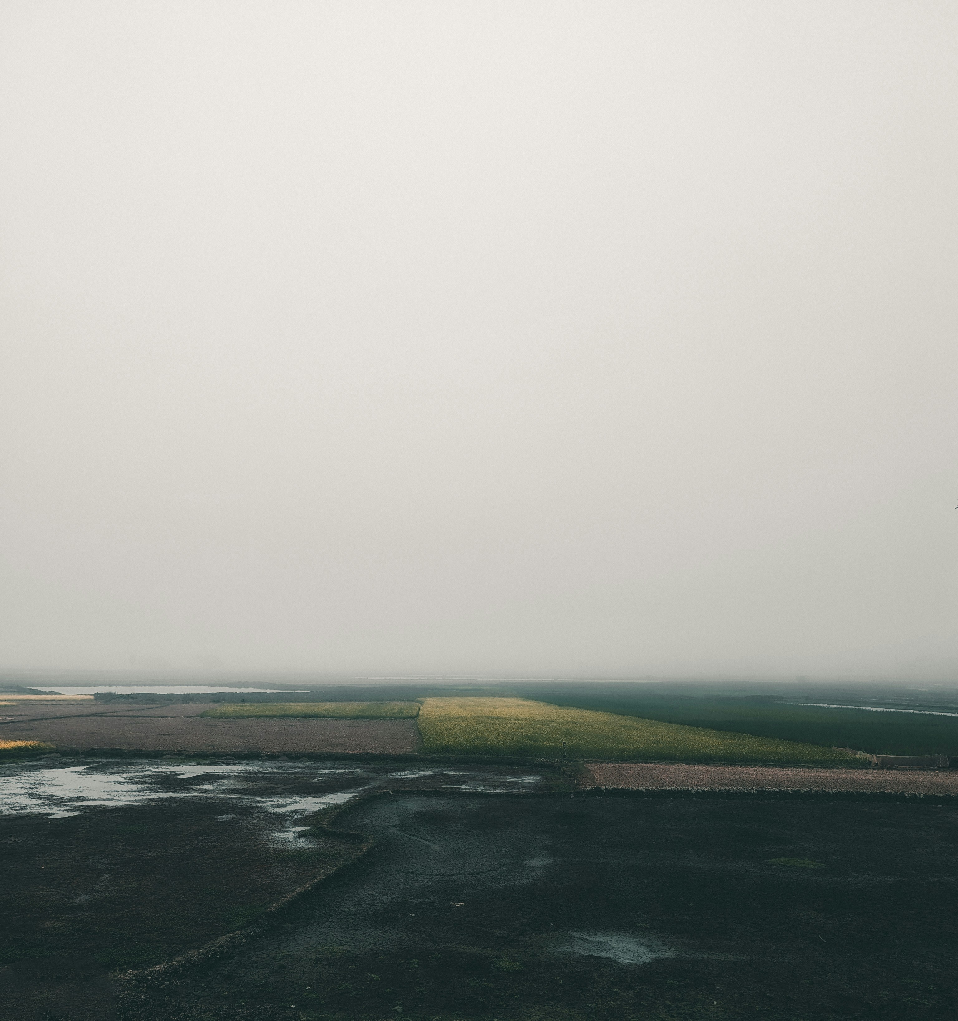 Horizon in Hush: Marshland Unfolds Under a Pale Sky