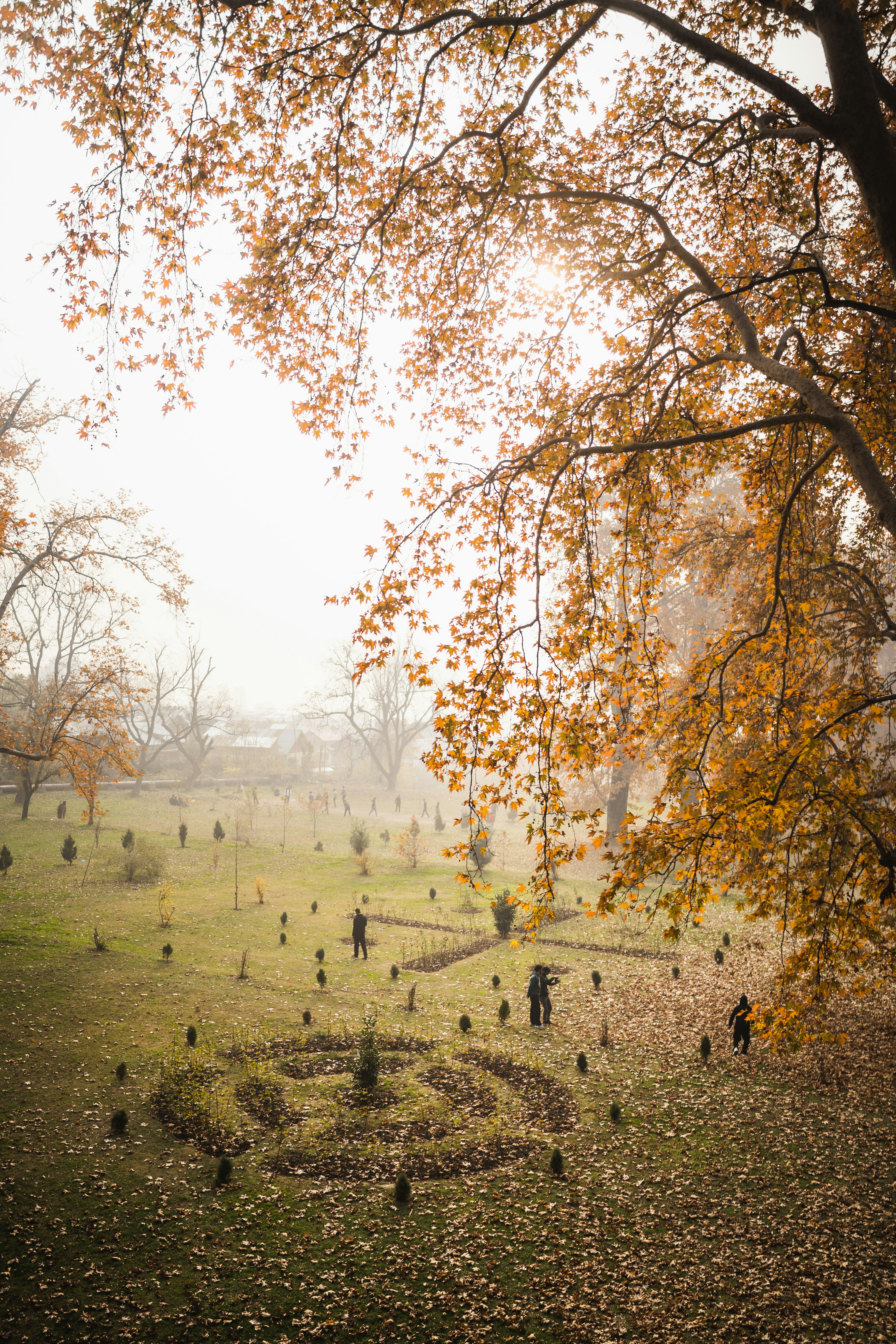 Autumn Spiral Across a Quiet Park