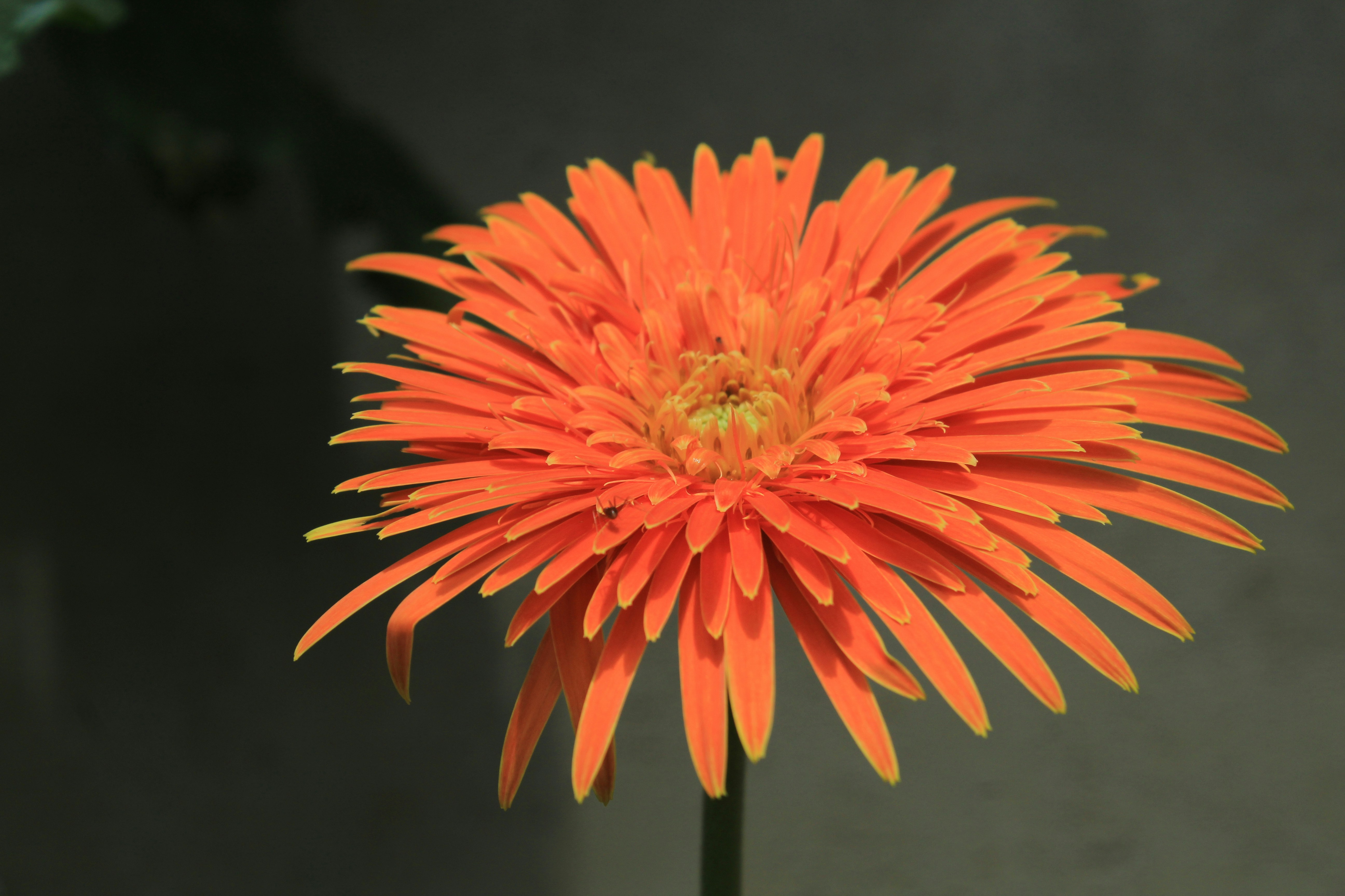 Radiant Orange Gerbera Daisy Against Velvet Darkness