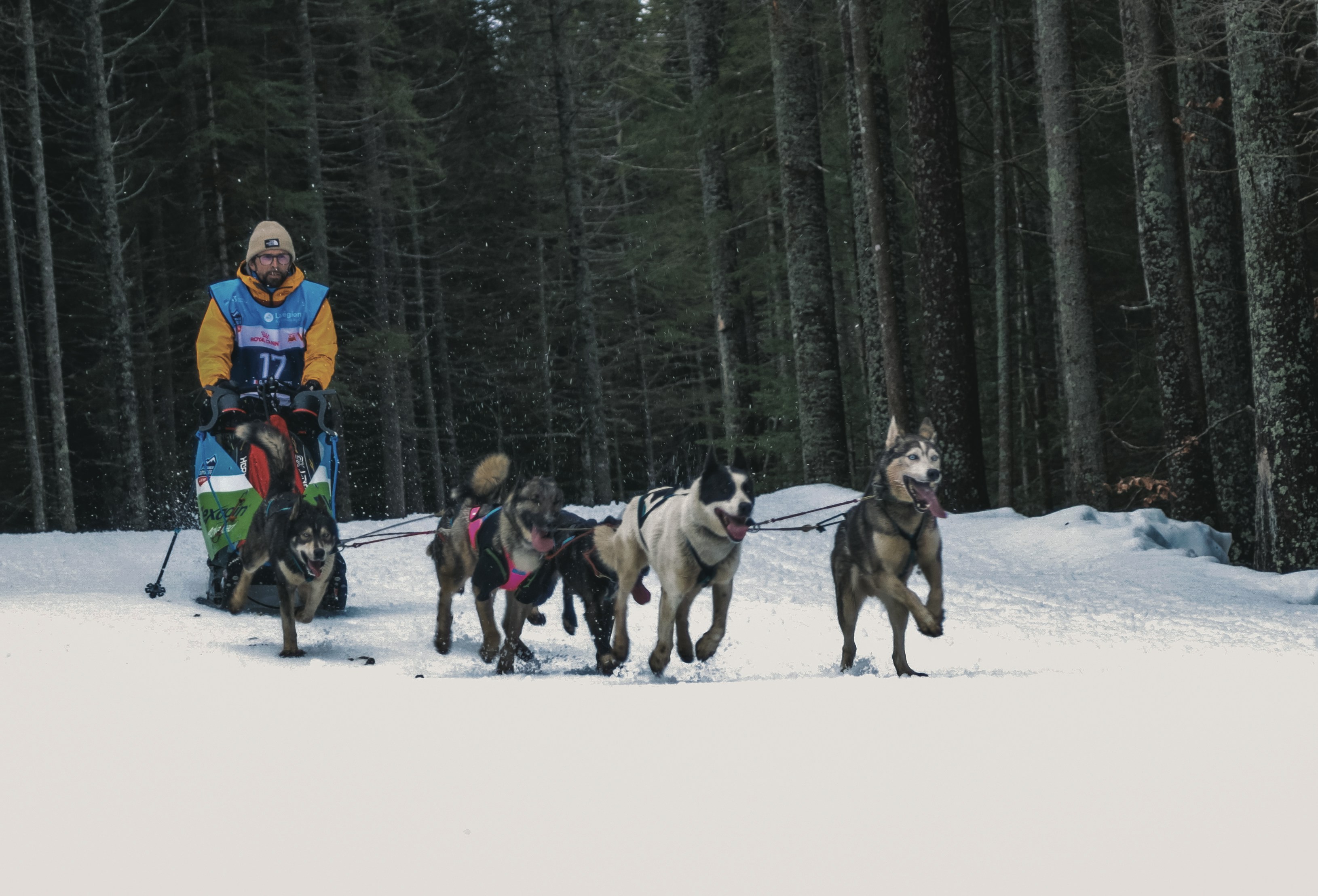 A man riding a sled pulled by dogs in the snow photo – Free Villard-de ...