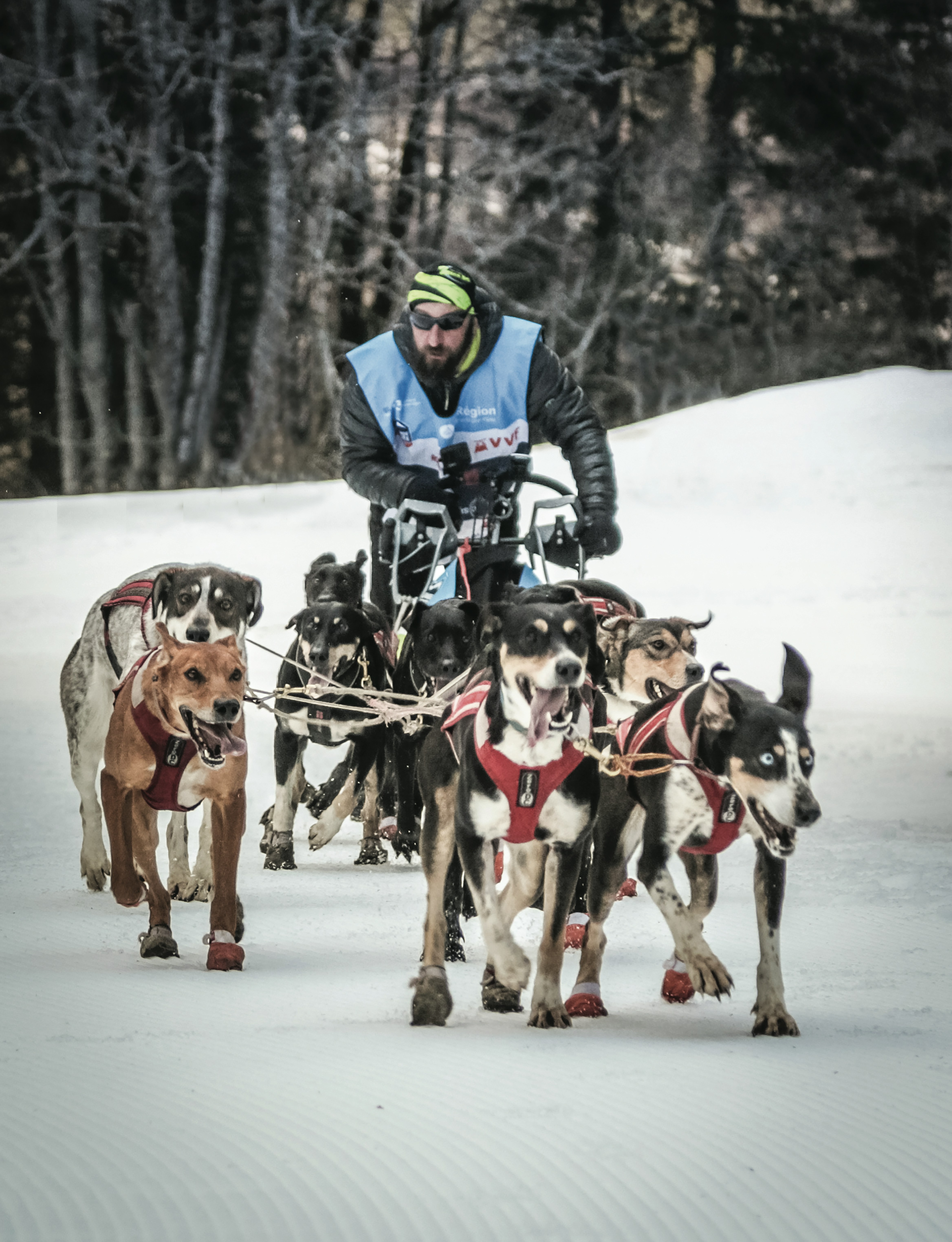 A man riding a sled pulled by two dogs photo – Free France Image on ...