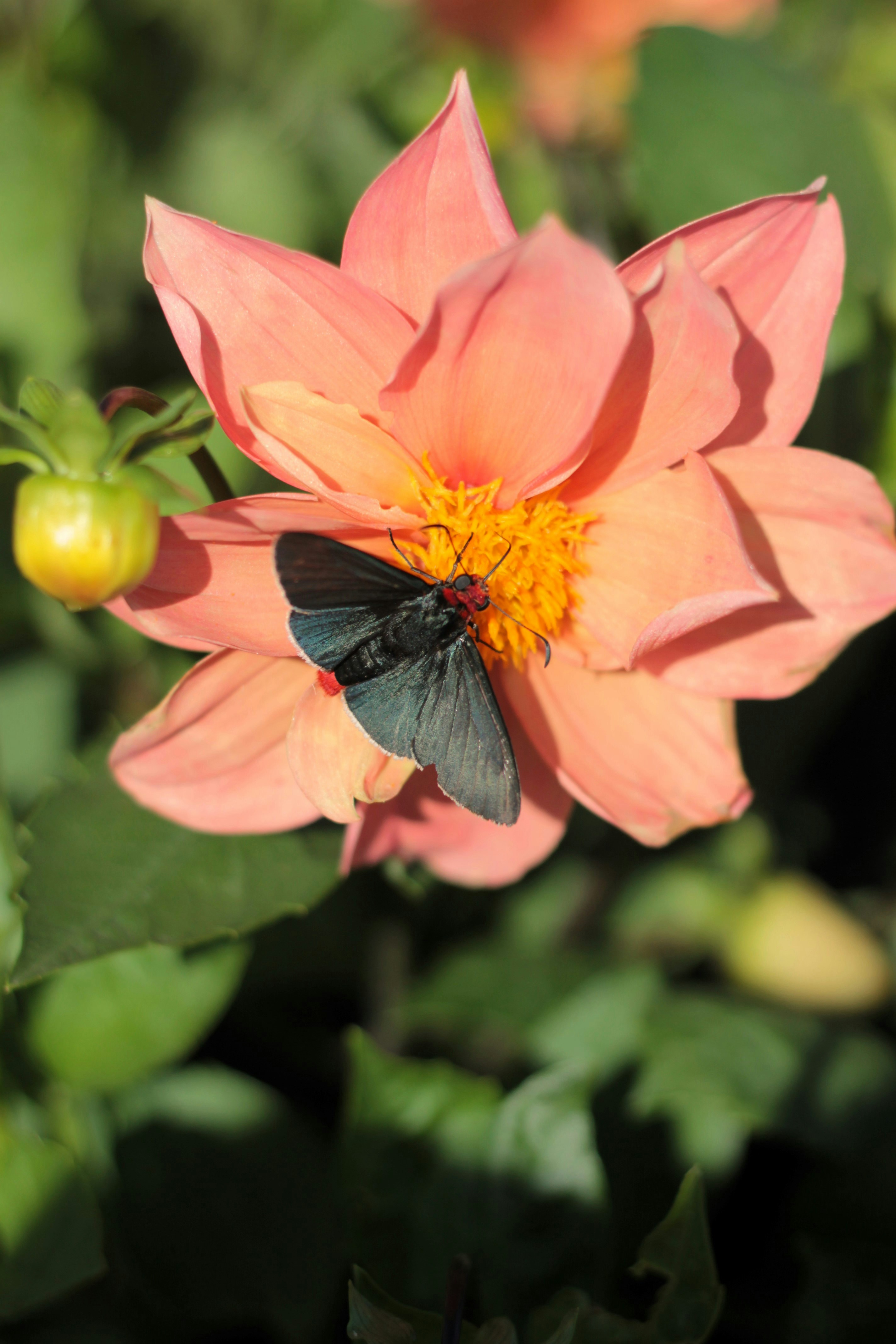 Coral Bloom with Night-Flight: A Dark Moth on a Peach Petal