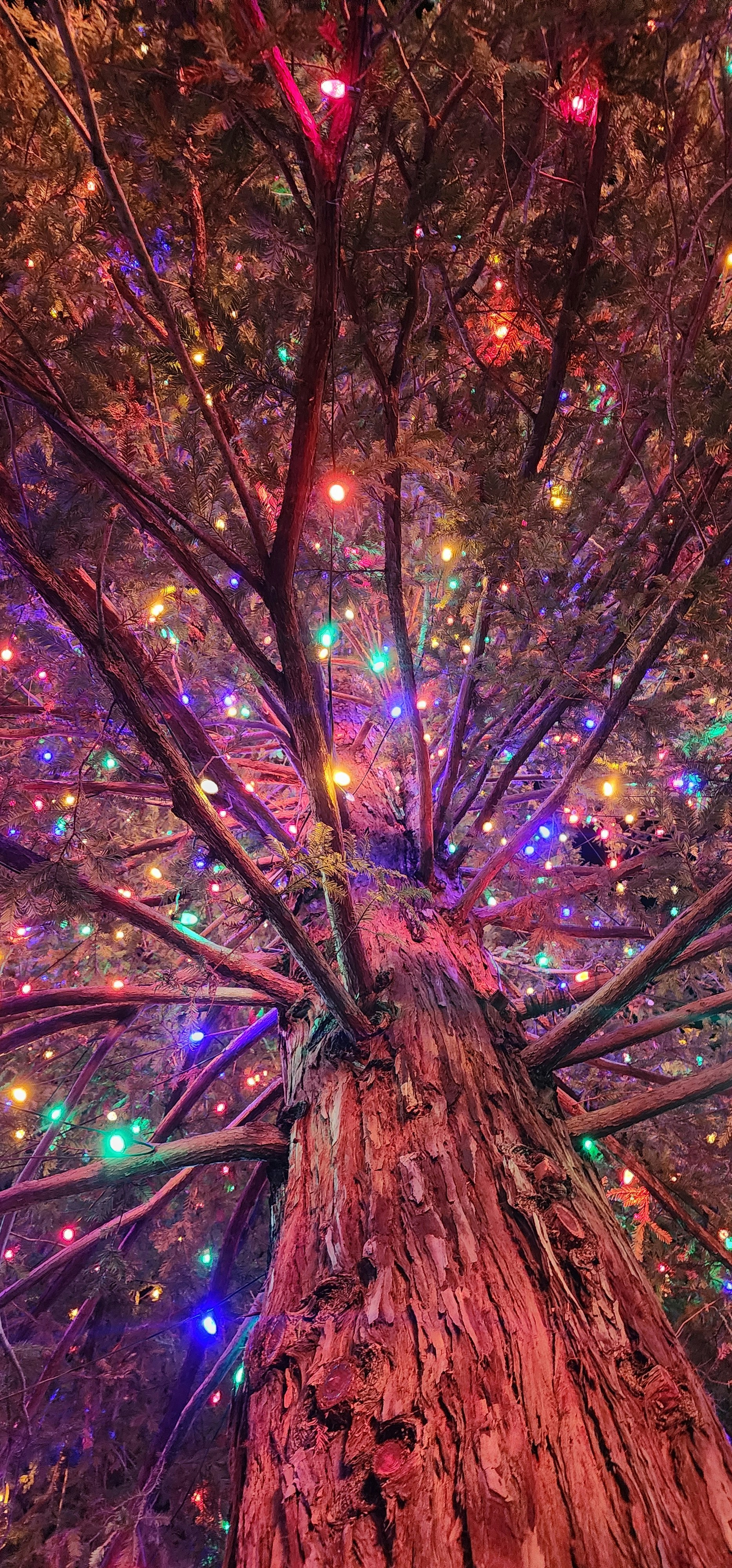 Tall tree trunk wrapped in multicolored string lights, creating a vibrant, glowing canopy at night.