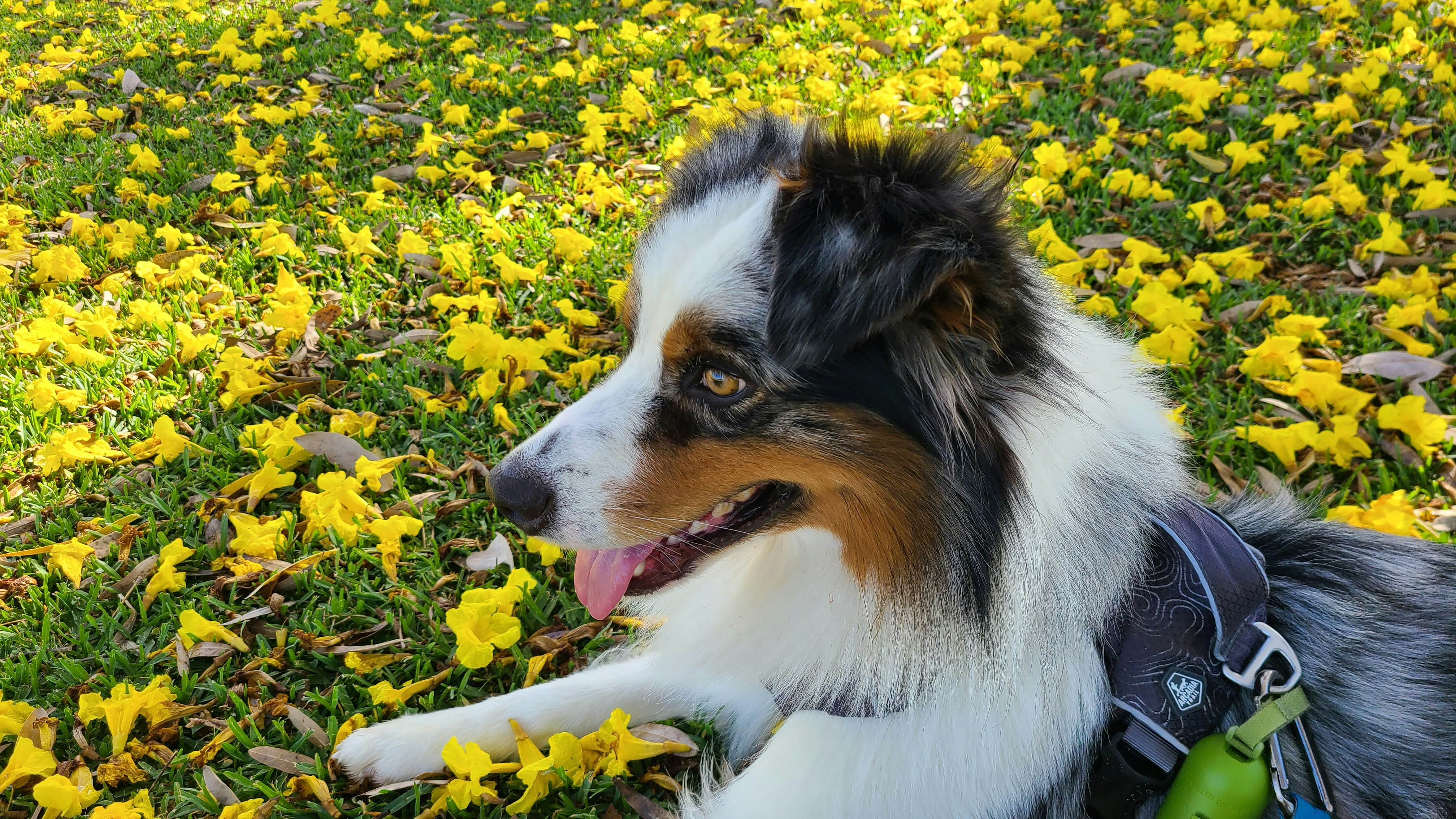 Canine Joy Amid Yellow Blossoms
