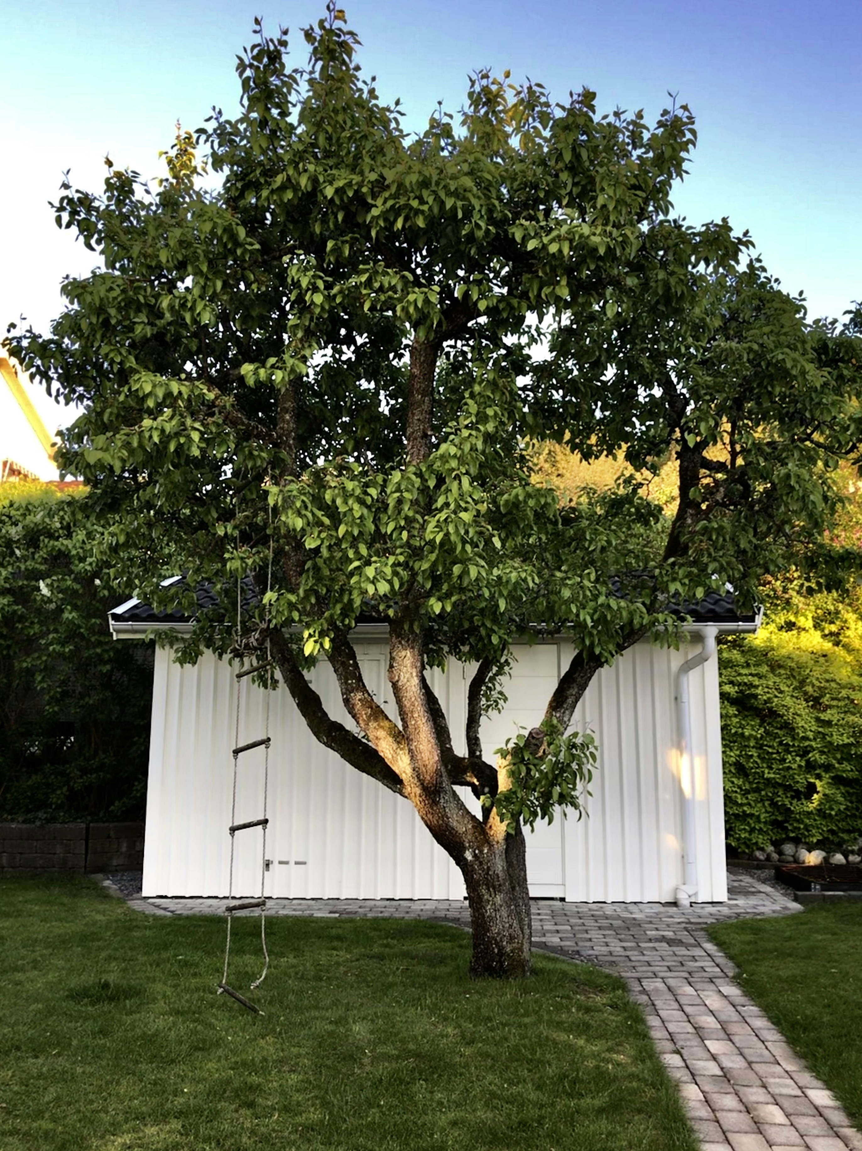 Sunlit Apple Tree Guardians: A Trim Shed Keeps Watch