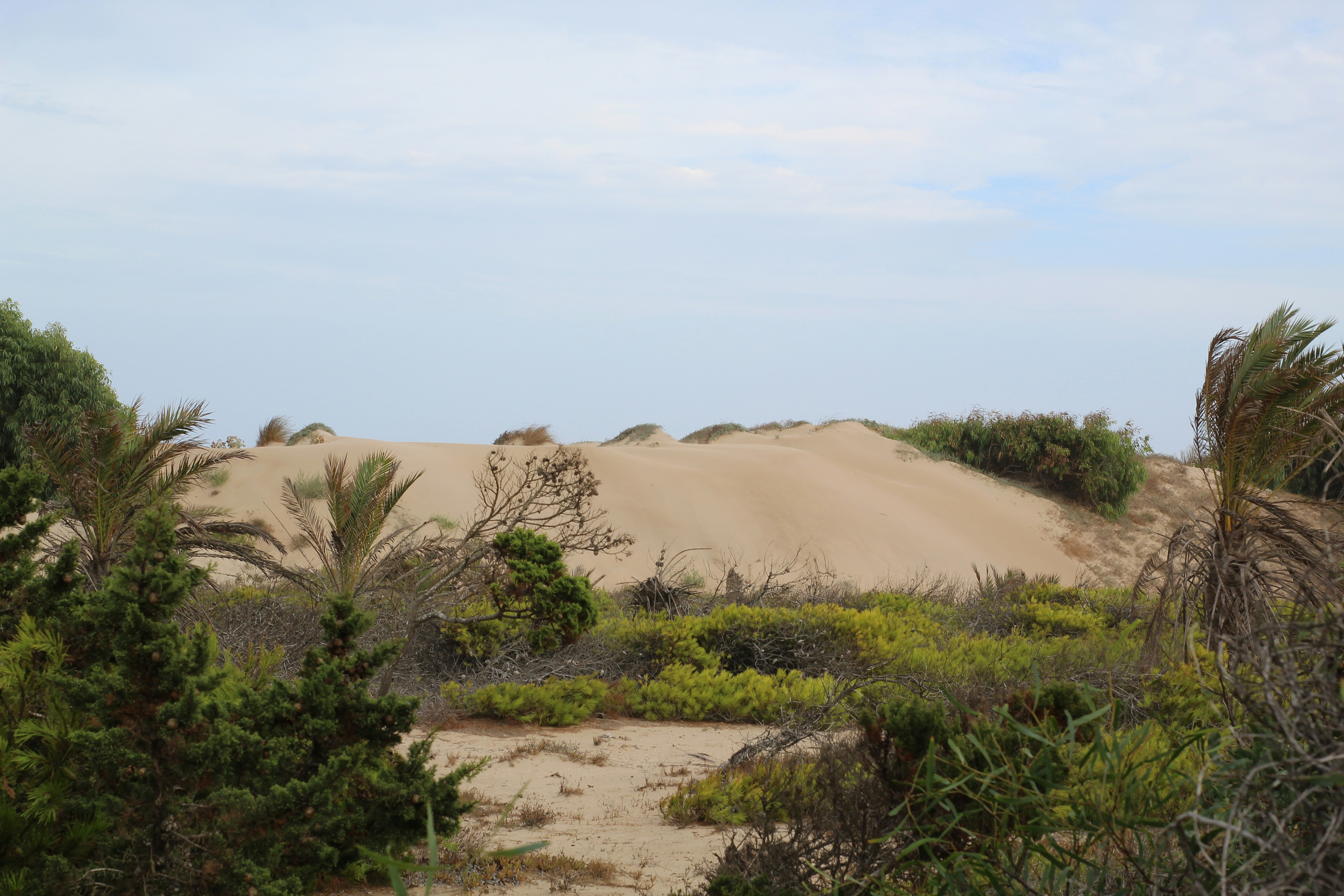 Desert Ridge Framed by Coastal Scrub Under a Quiet Blue Sky