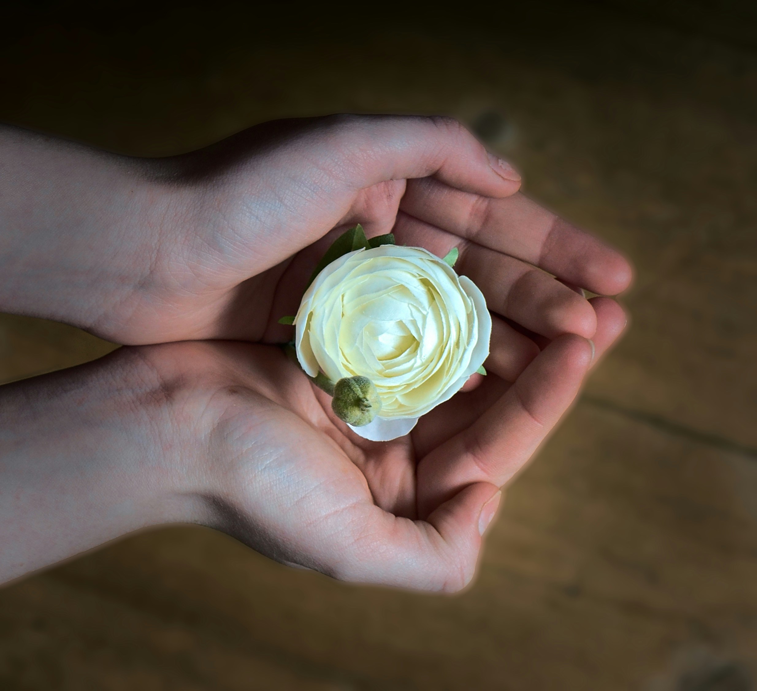 Cradled Quiet Bloom: a pale, multi-petaled blossom held in careful hands