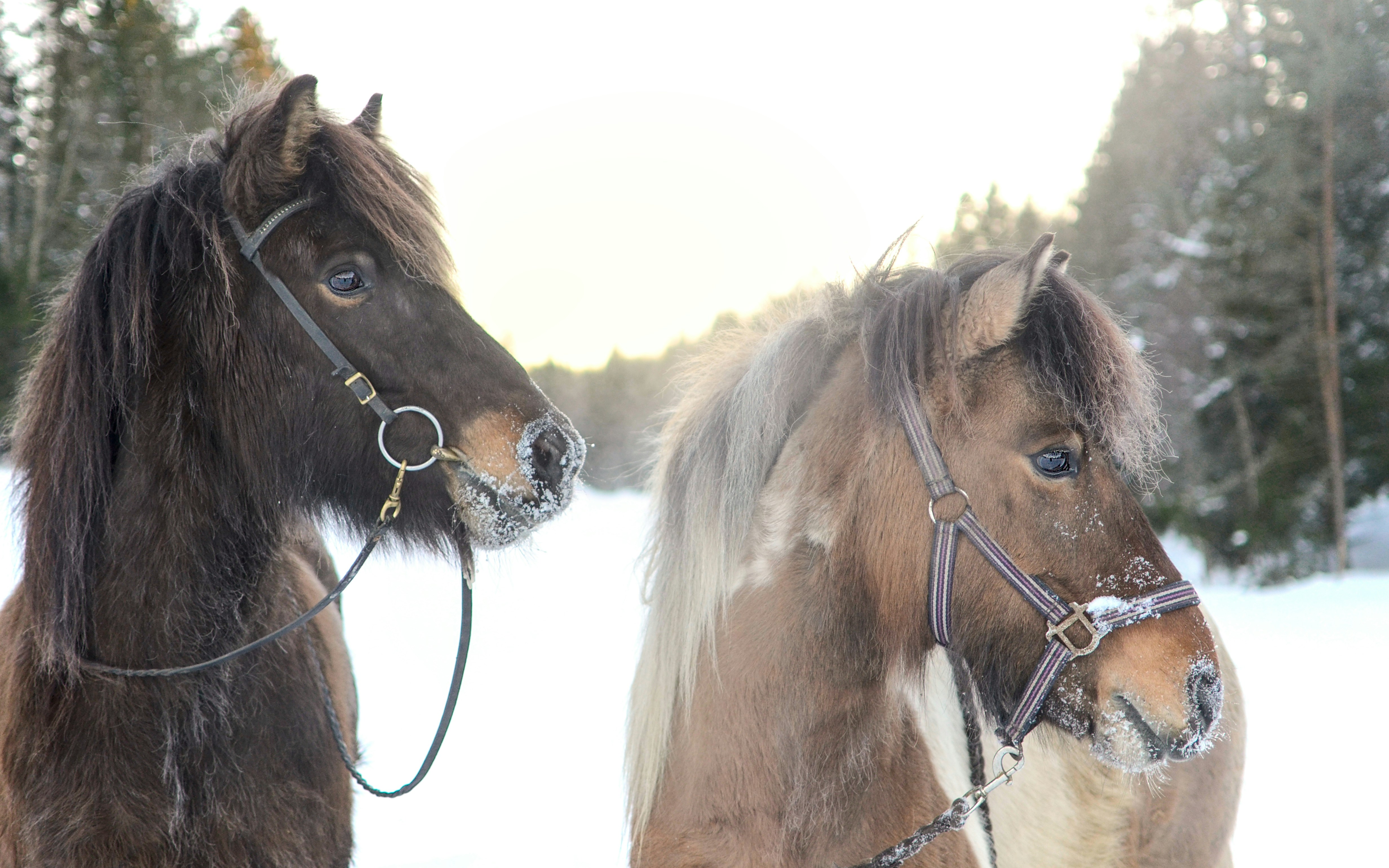 Dawn Between Hooves: Snowbound Horses Under Quiet Pines