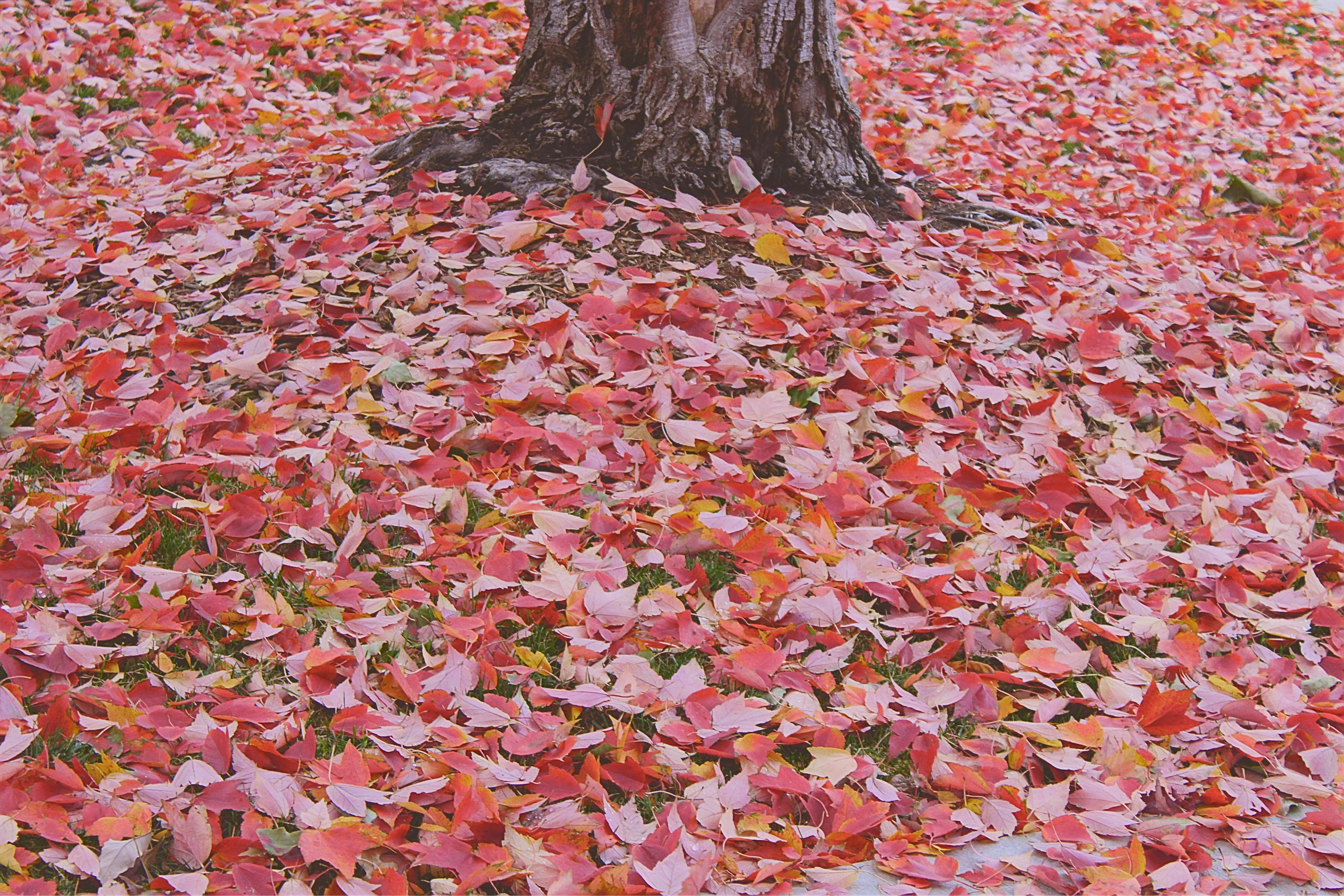 Autumn Carpet at the Trunk: Leaves Framing a Quiet Ground