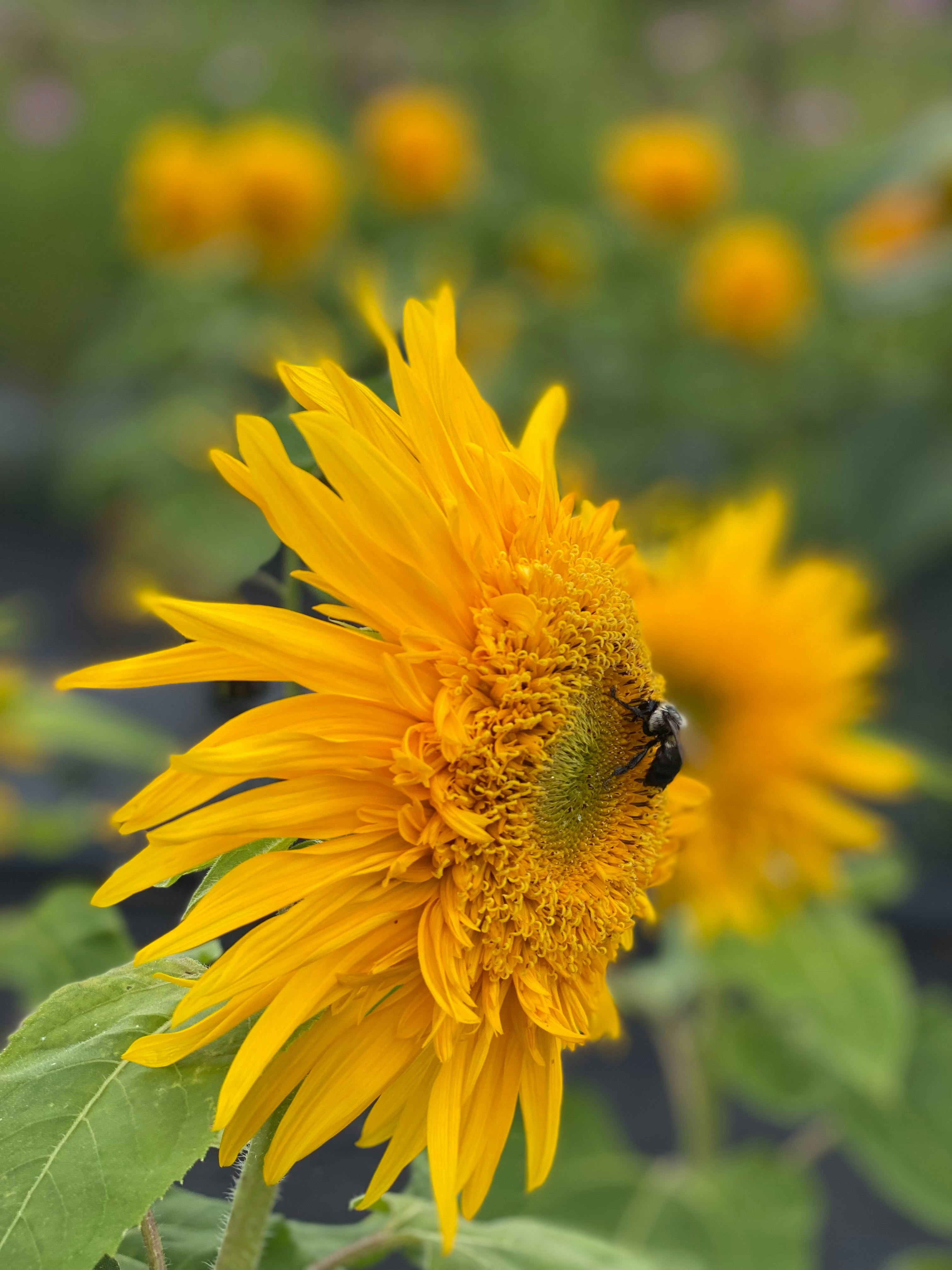 Golden Symphony: Nature's Floral Harmony