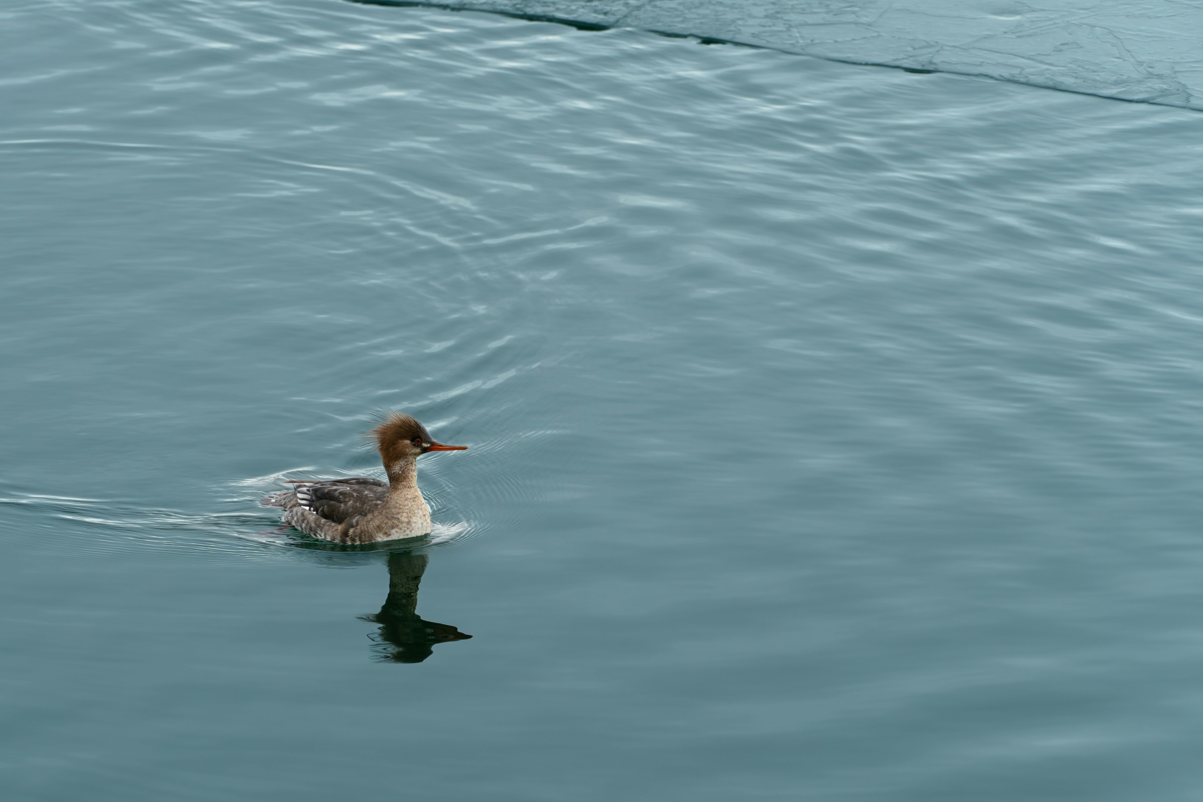 Azure Glide: A lone waterbird carving ripples across a calm pool