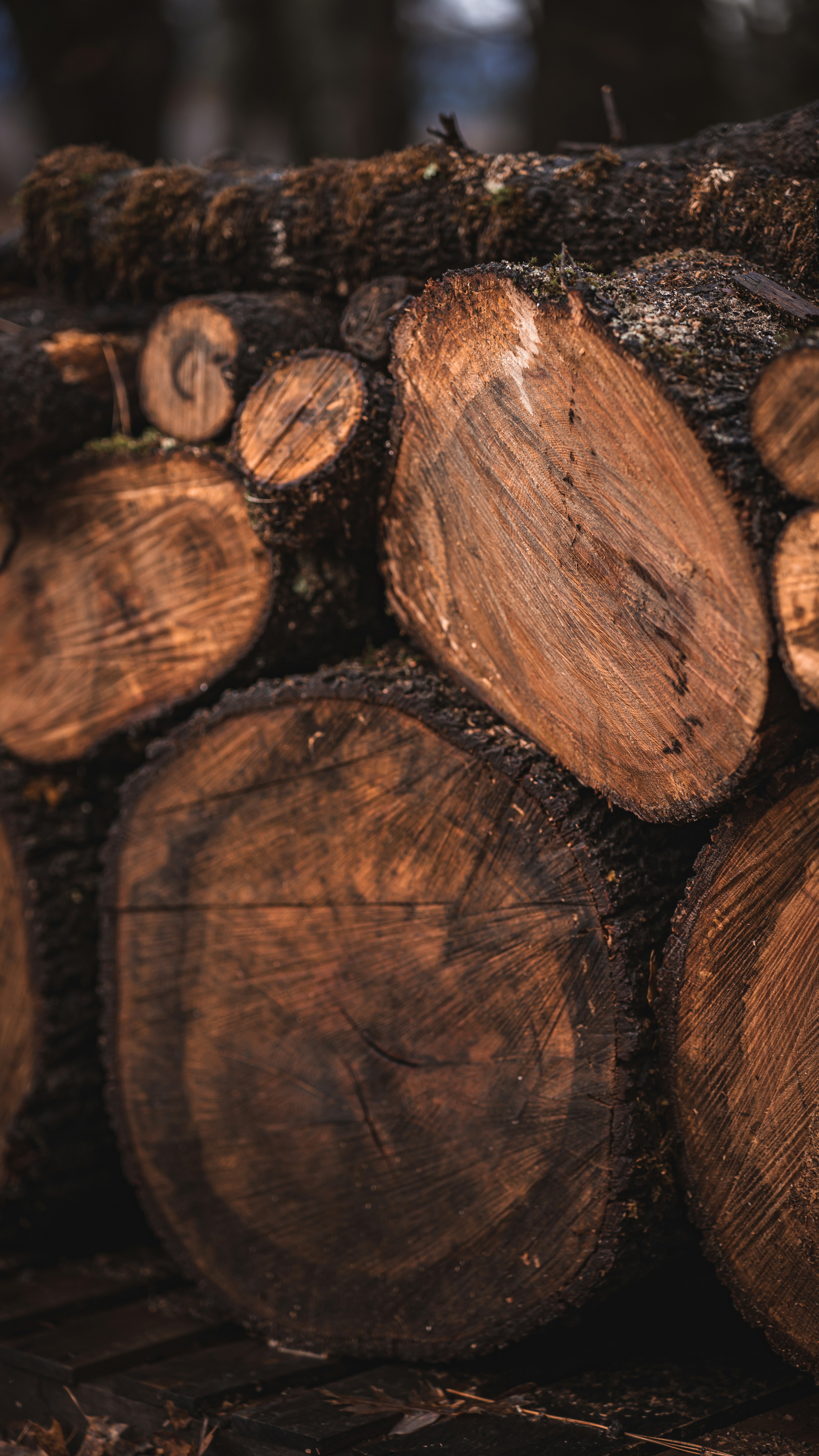 a pile of logs sitting on top of a forest floor