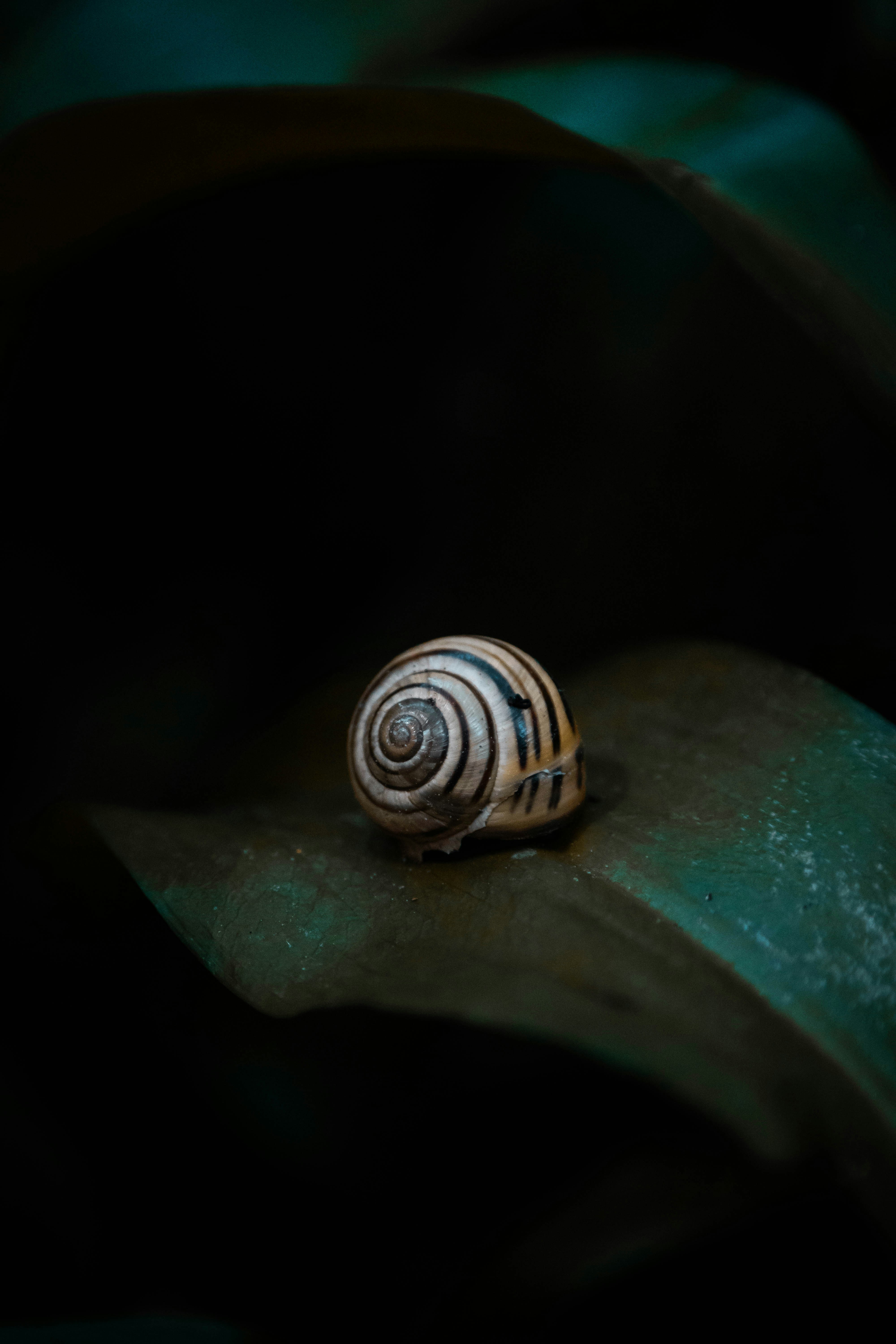 Spiral Snail on a Velvet Leaf in Low Light